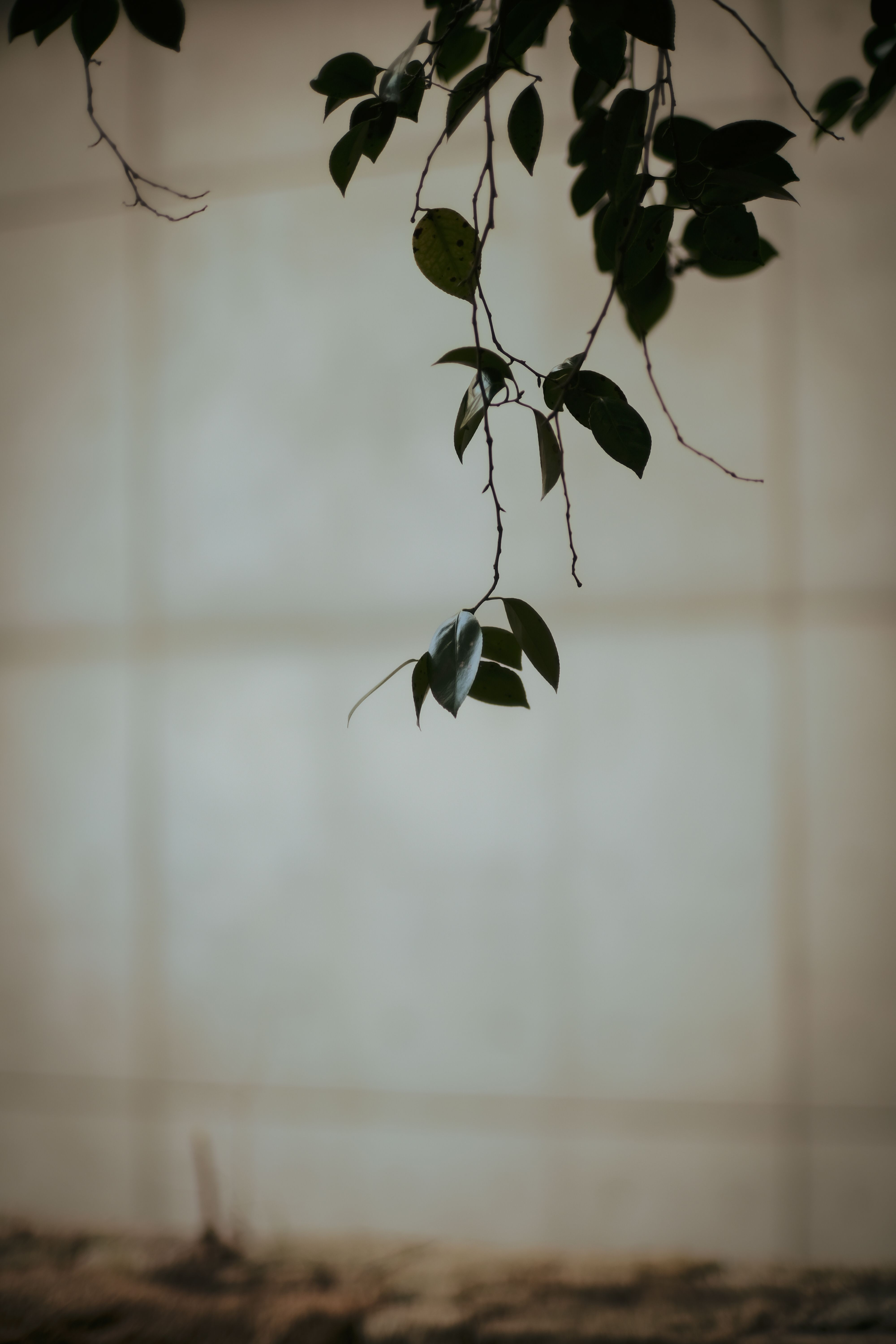 Branches with Leaves behind Windows with Net · Free Stock Photo