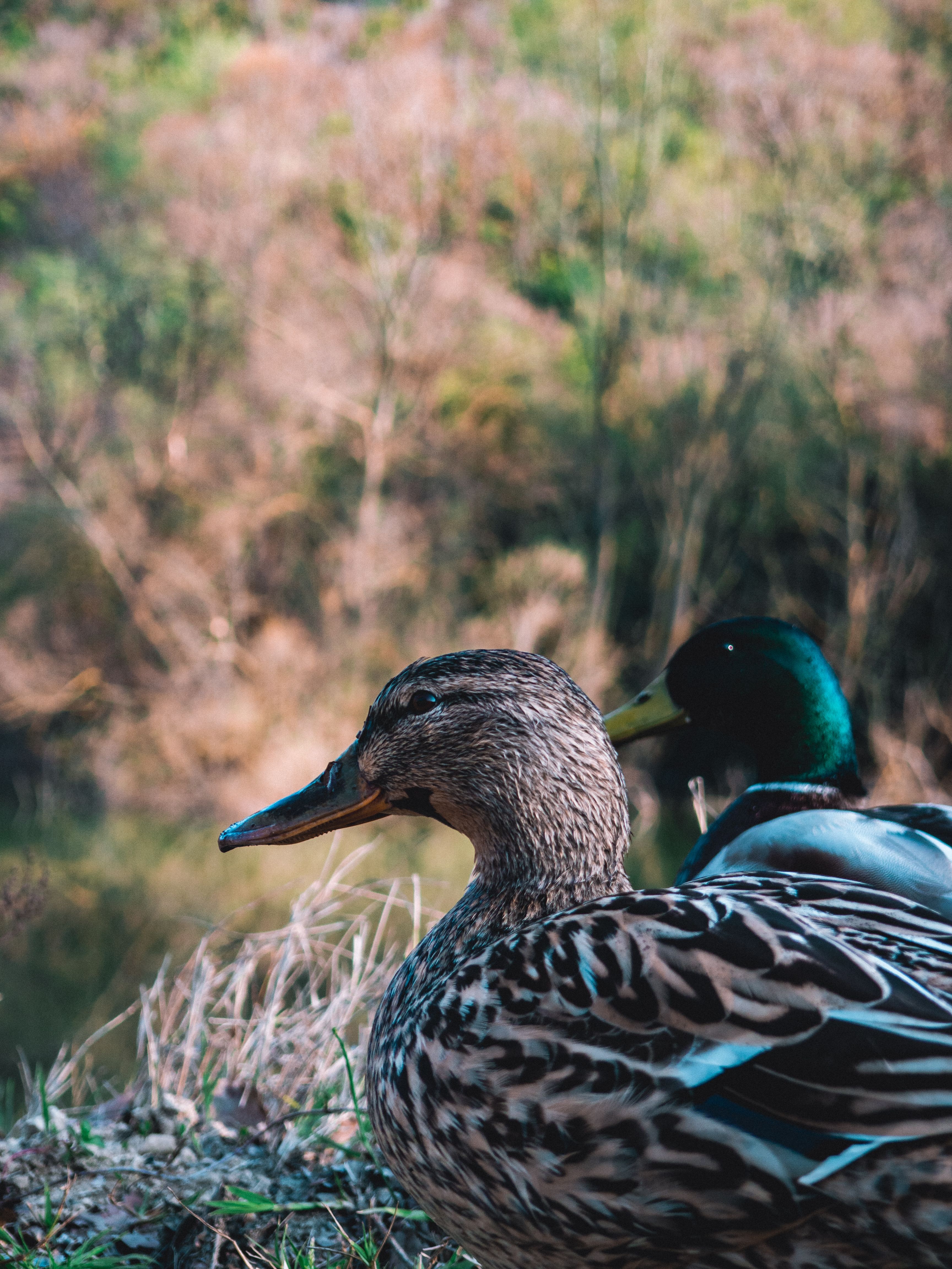 Ducks in Nature · Free Stock Photo