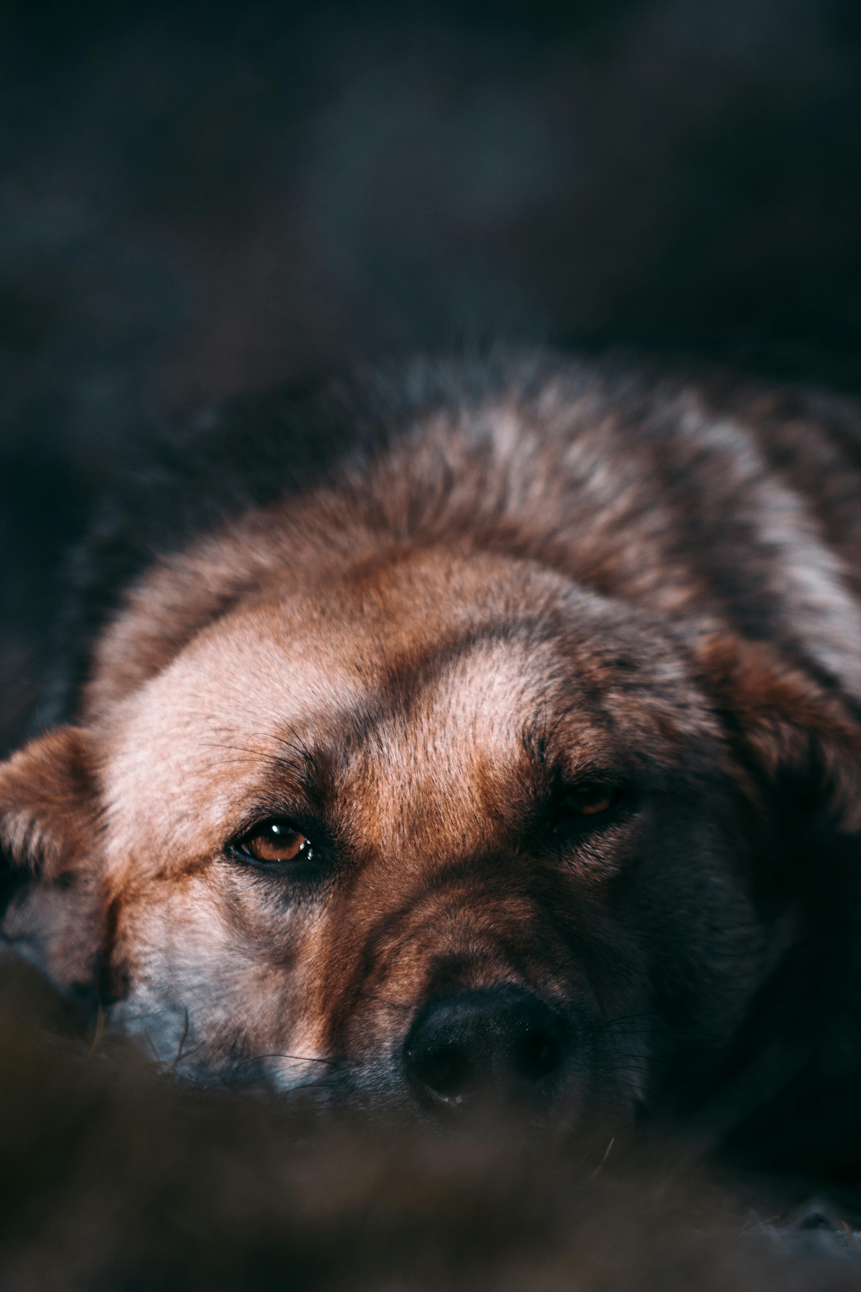 Dog Head Tilt Photos, Download The BEST Free Dog Head Tilt Stock Photos ...