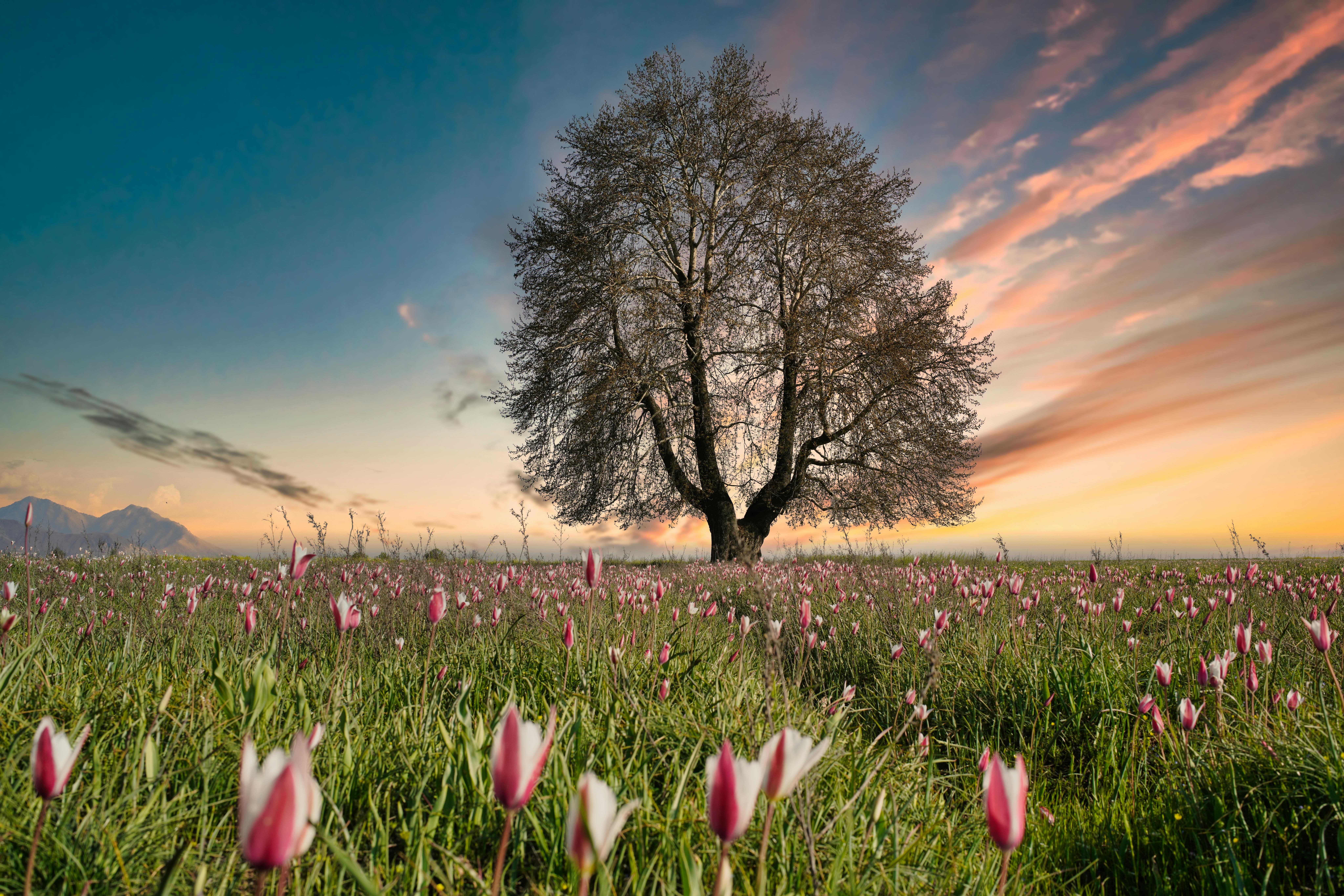 Single Flower on Meadow with Flowers · Free Stock Photo