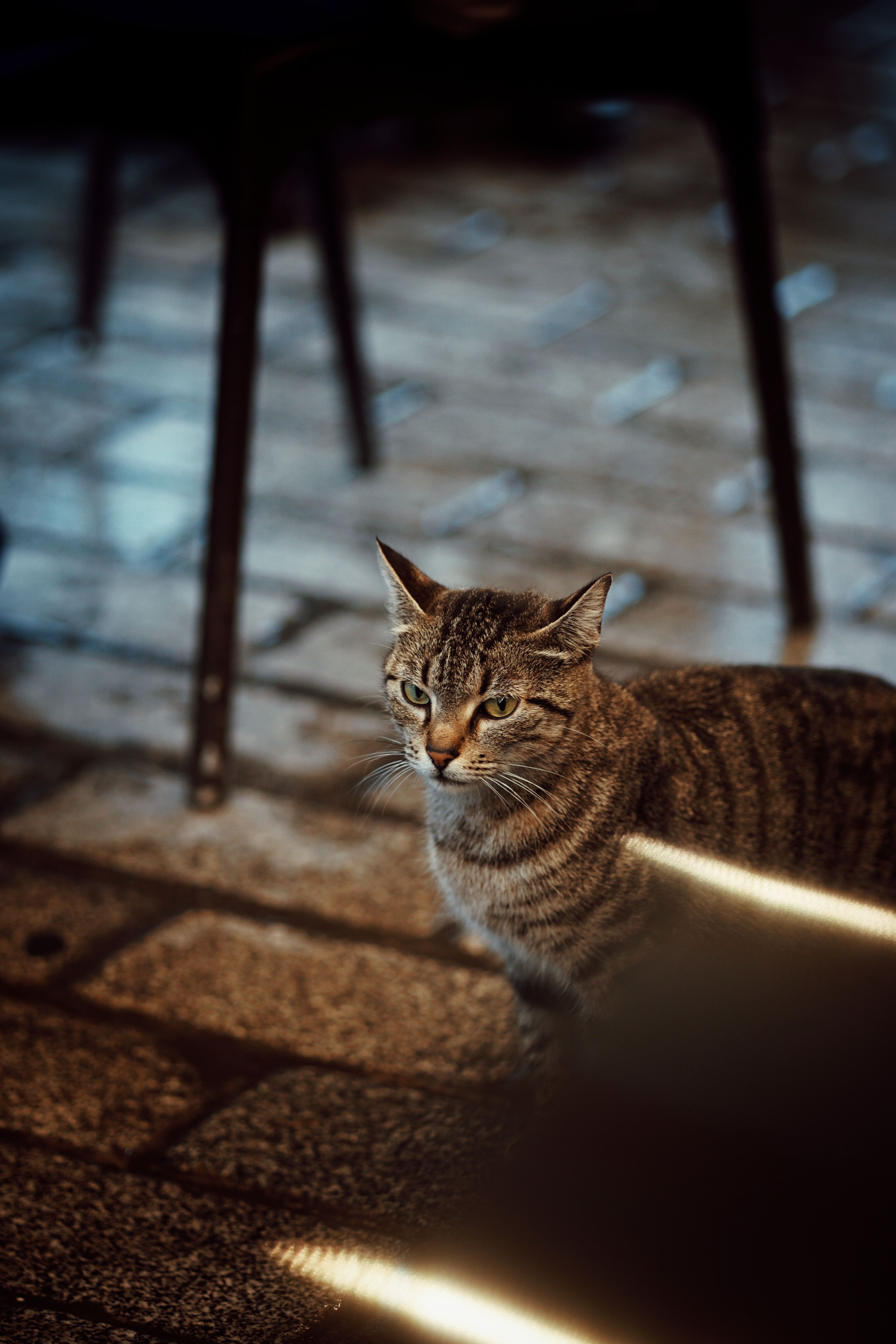 Cat Adoption Photos, Download The BEST Free Cat Adoption Stock Photos ...