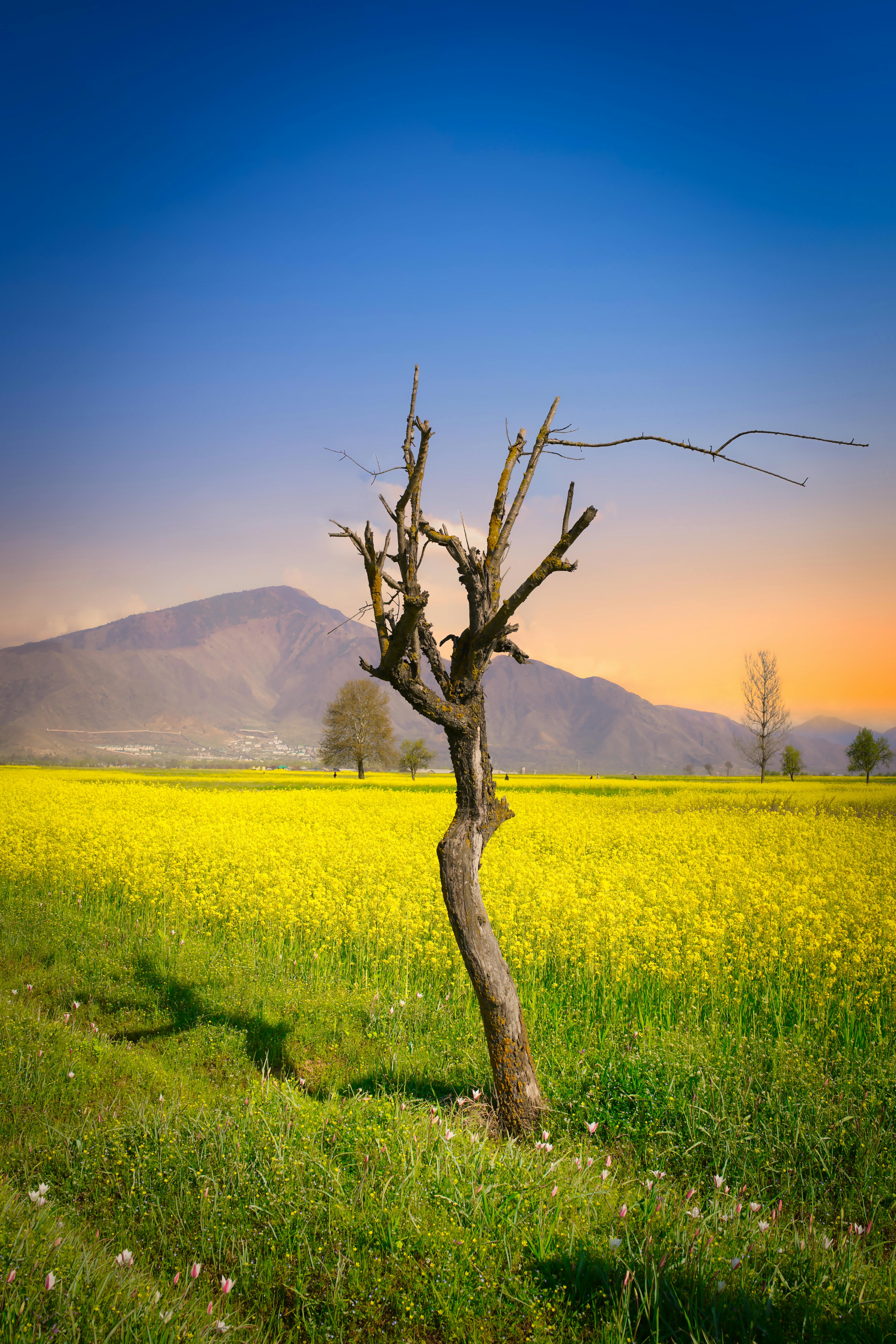 Imad Clicks - 摄影