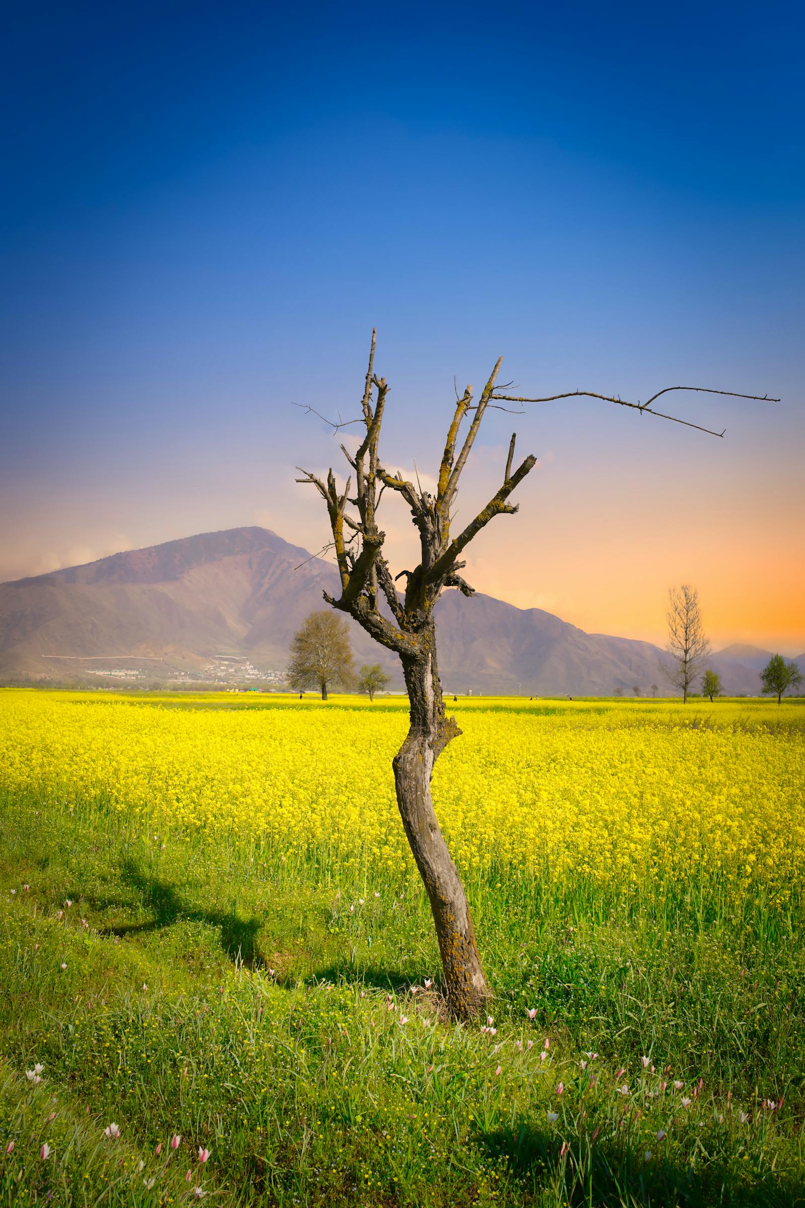 Mustard Tree Photos, Download The BEST Free Mustard Tree Stock Photos ...