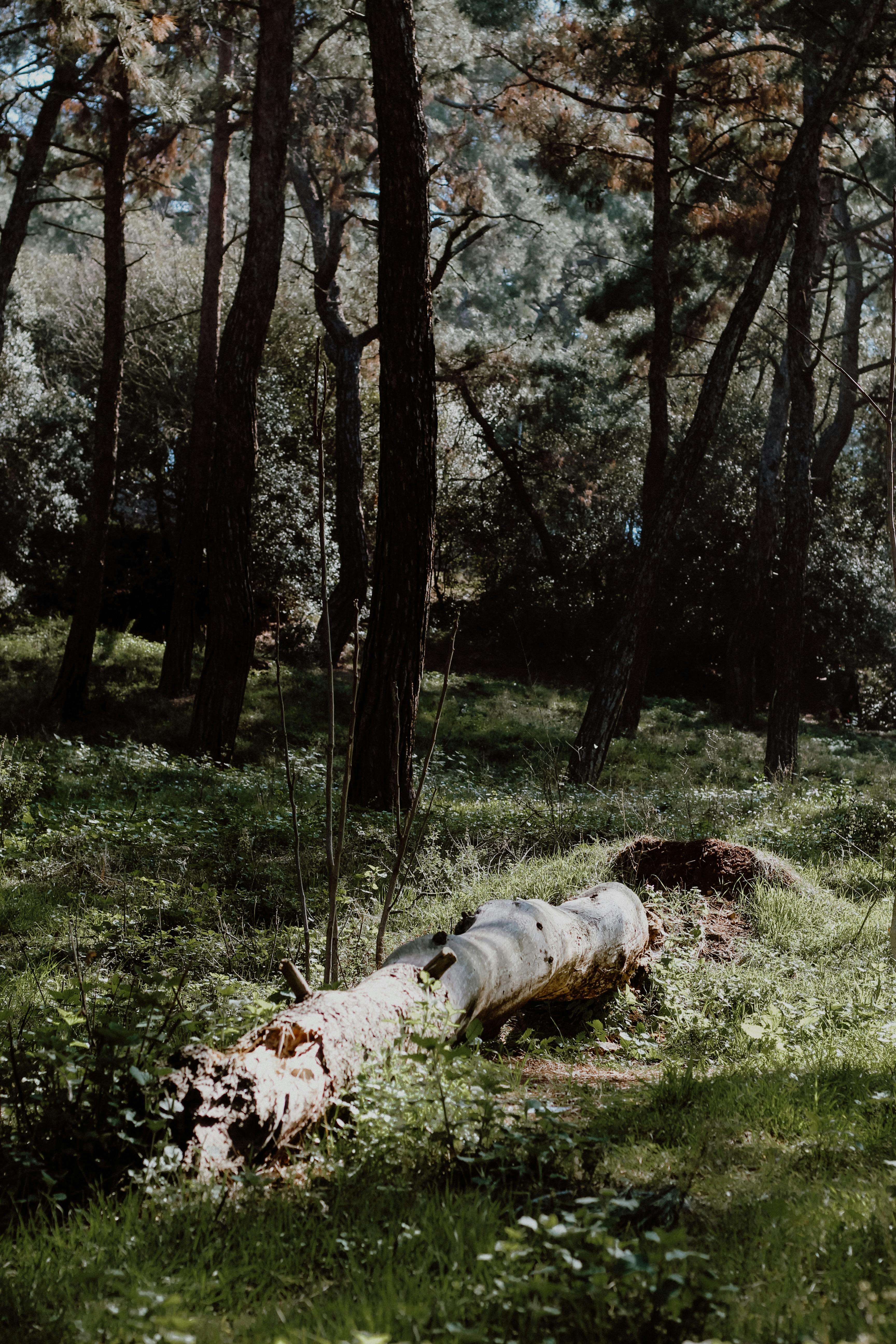 A Tree Log on the Ground in the Forest in Summer · Free Stock Photo