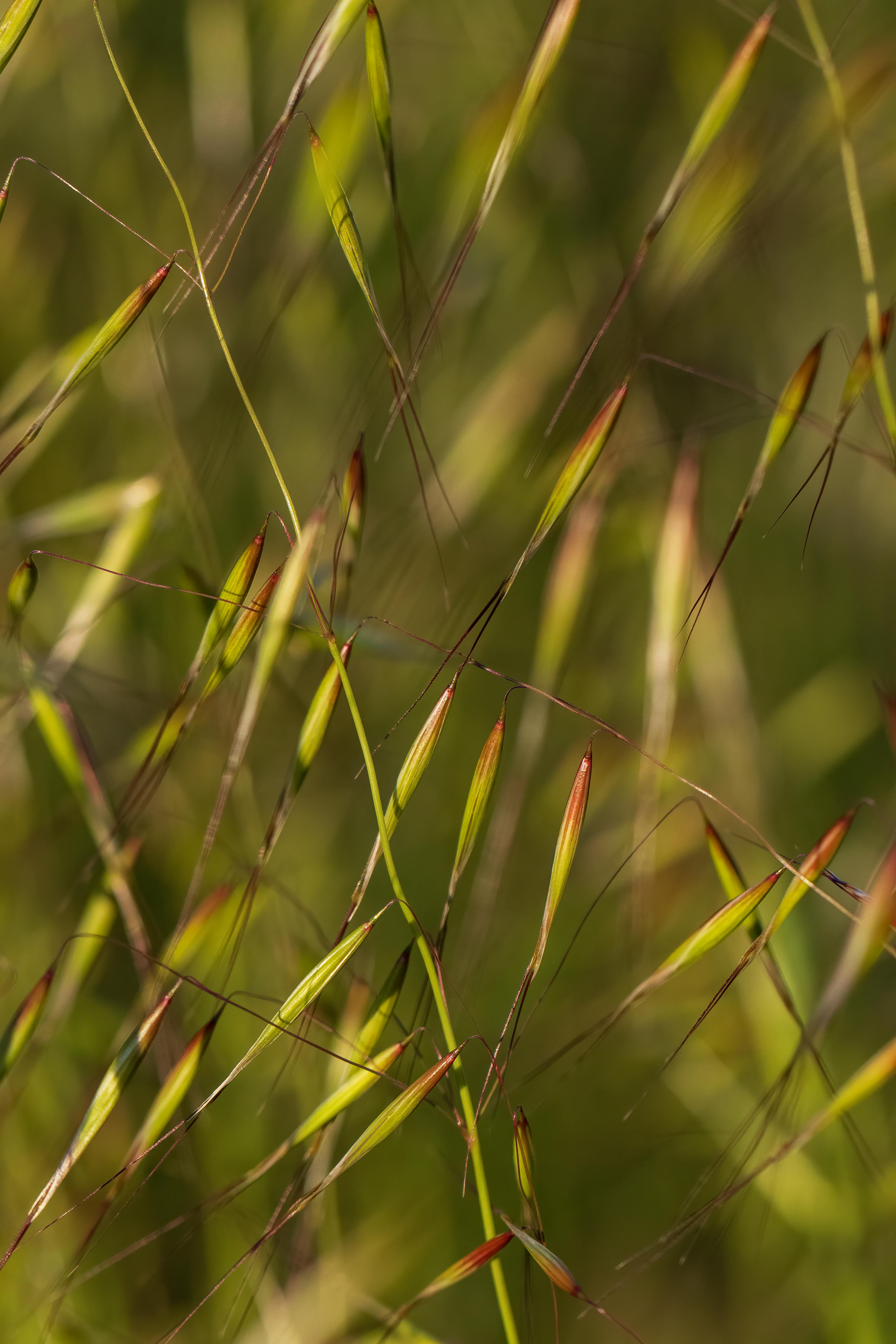 Grass in a Field · Free Stock Photo