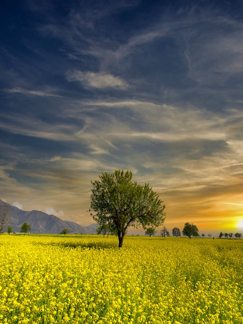 Mustard Tree Photos, Download The BEST Free Mustard Tree Stock Photos ...
