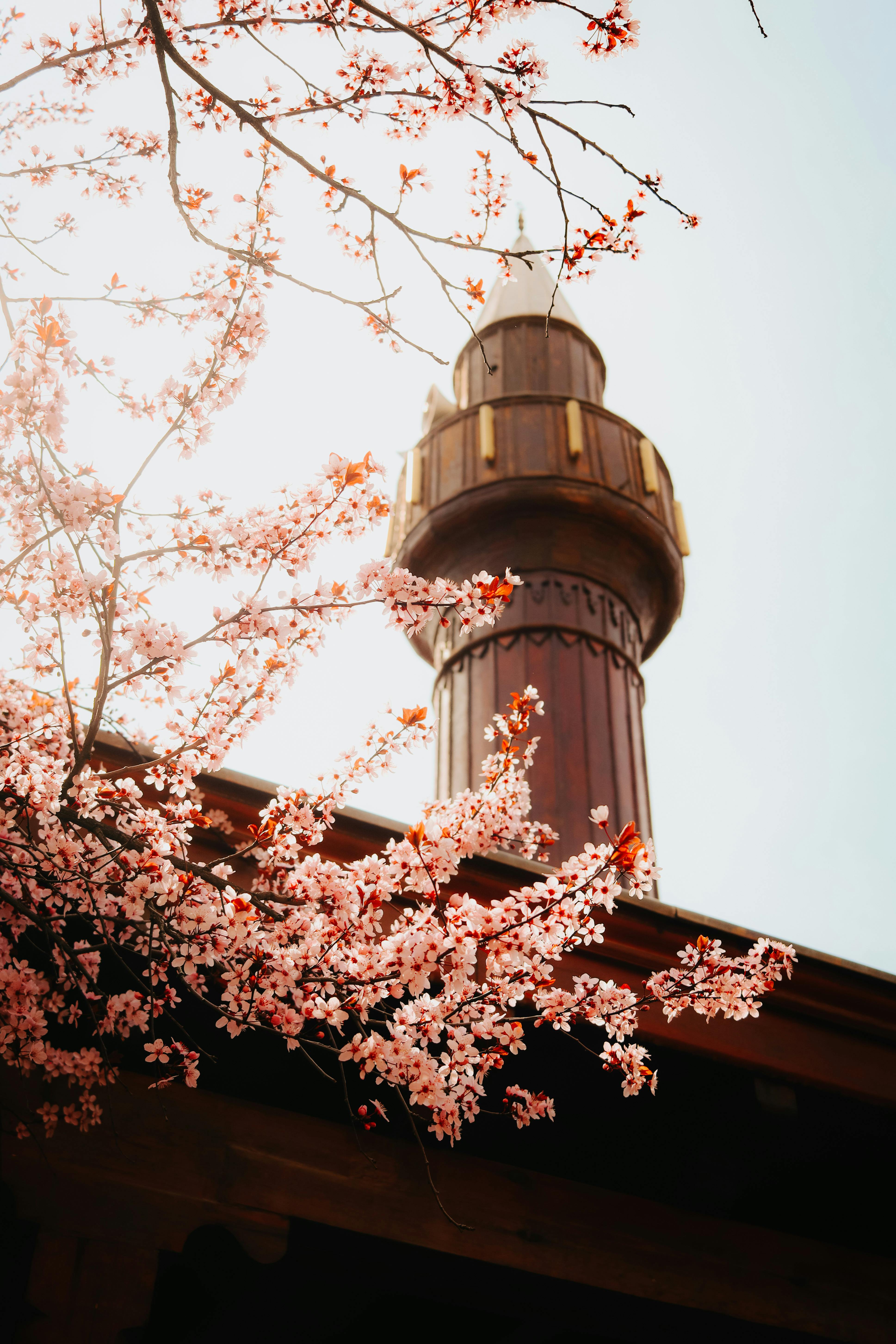 White Flowering Tree · Free Stock Photo