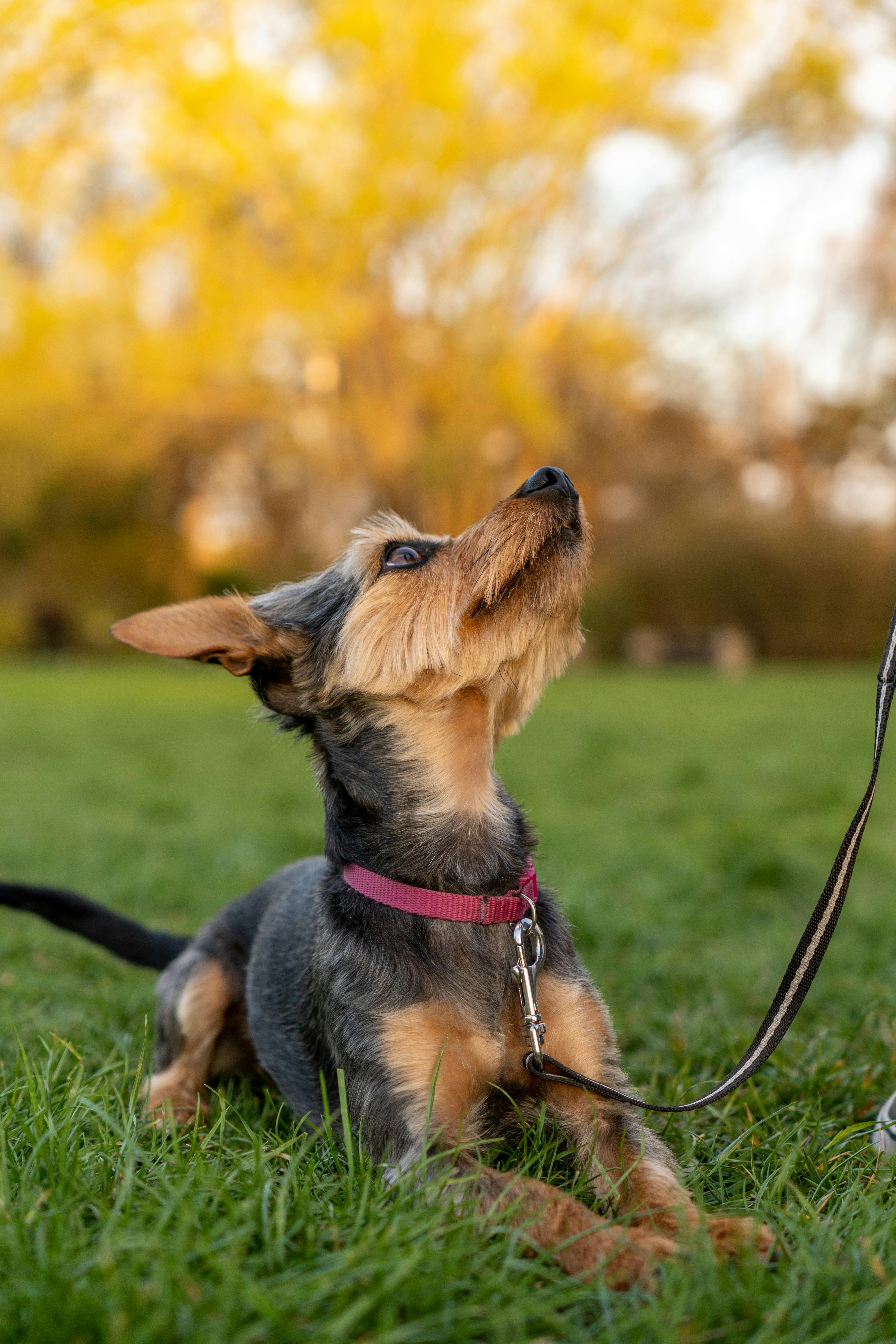 Dog Holding a Leash in a Park · Free Stock Photo