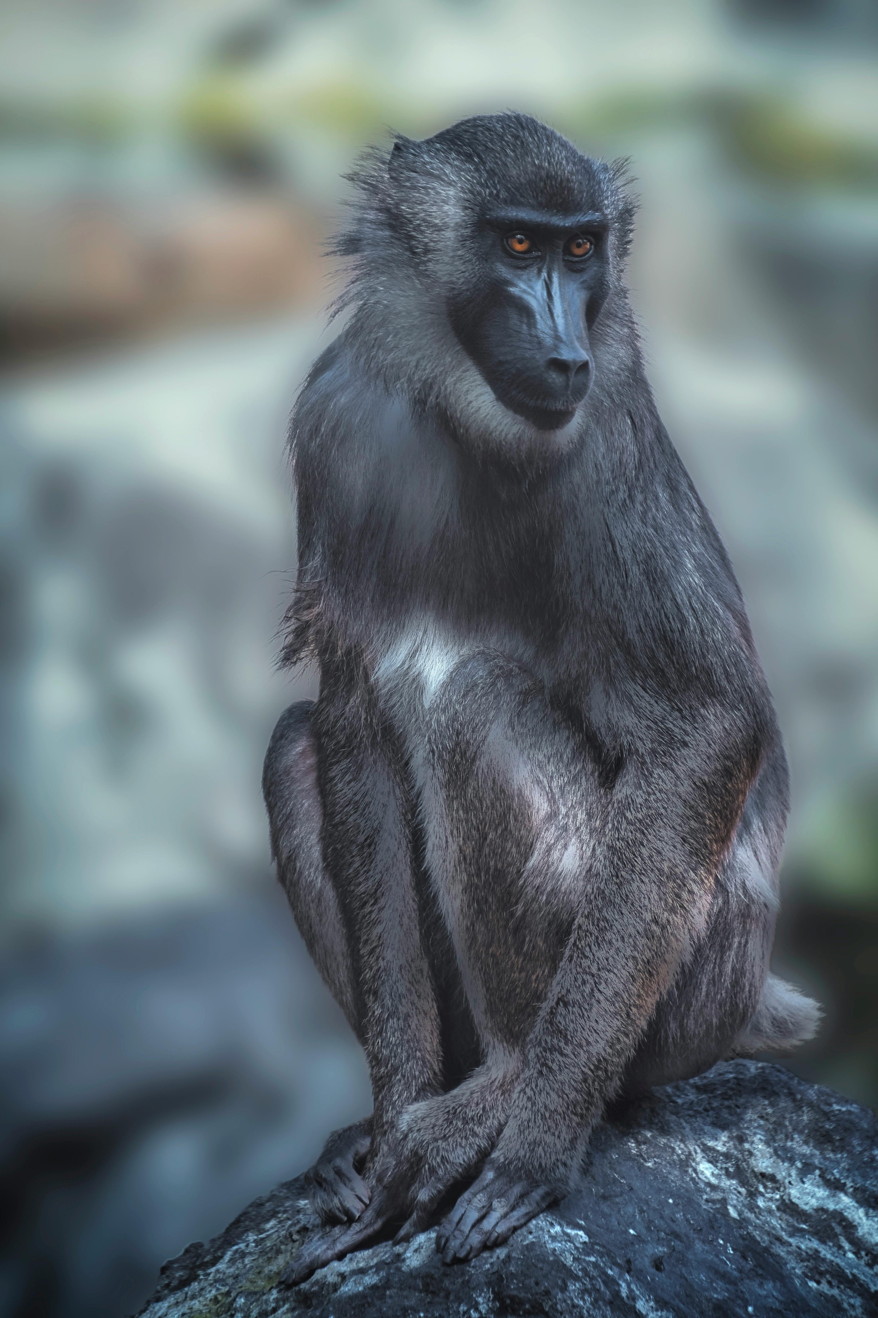 Socotra Blue Baboon Photos, Download The BEST Free Socotra Blue Baboon ...