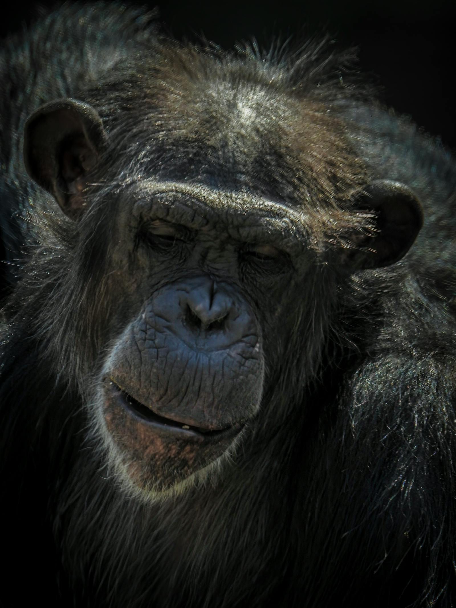 Chimpanzee Face Photos, Download The BEST Free Chimpanzee Face Stock ...