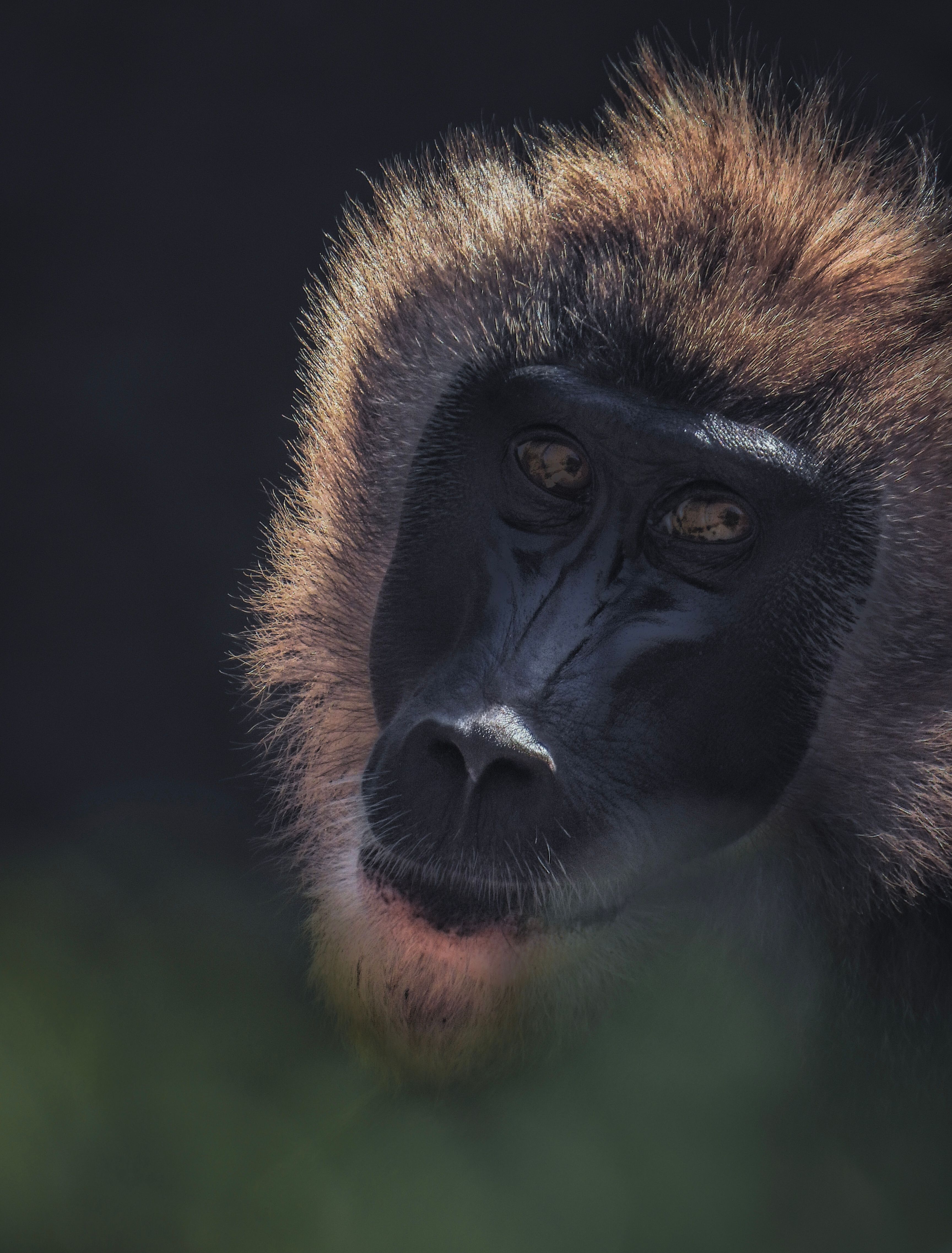 Mandrill Photos, Download The BEST Free Mandrill Stock Photos & HD Images