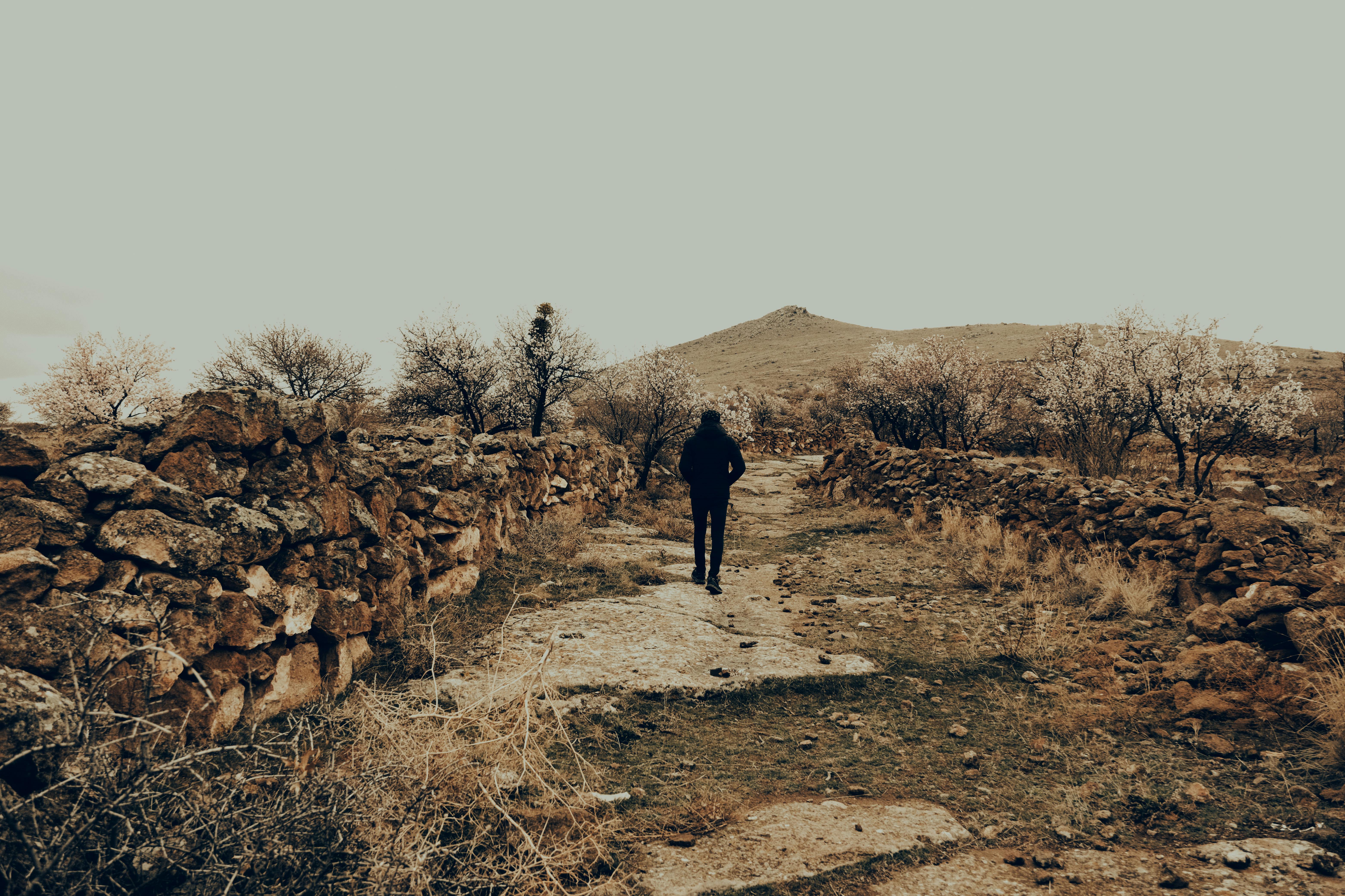 A person walking down a path in the middle of a field · Free Stock Photo