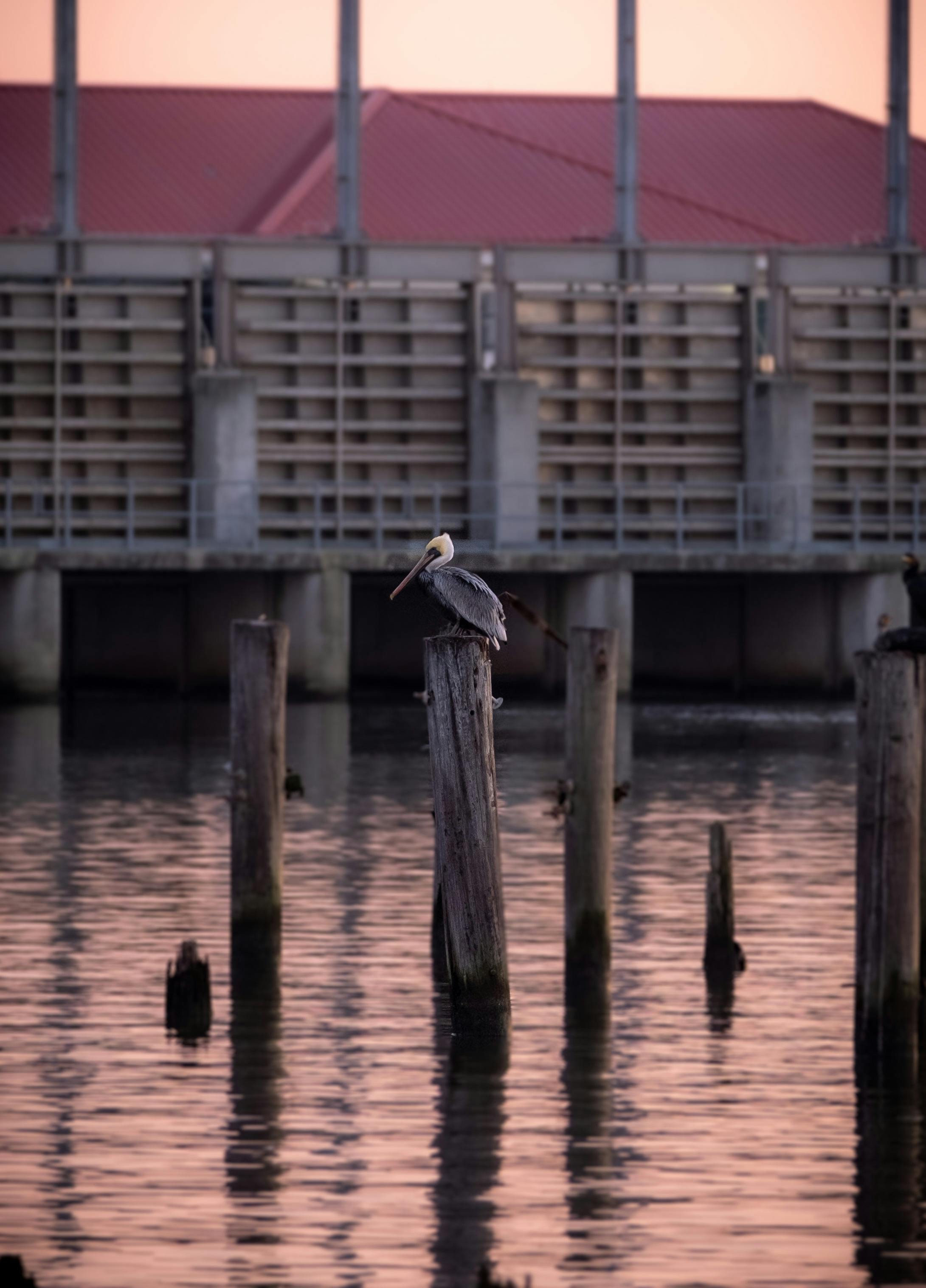 A Bird in a Harbor · Free Stock Photo
