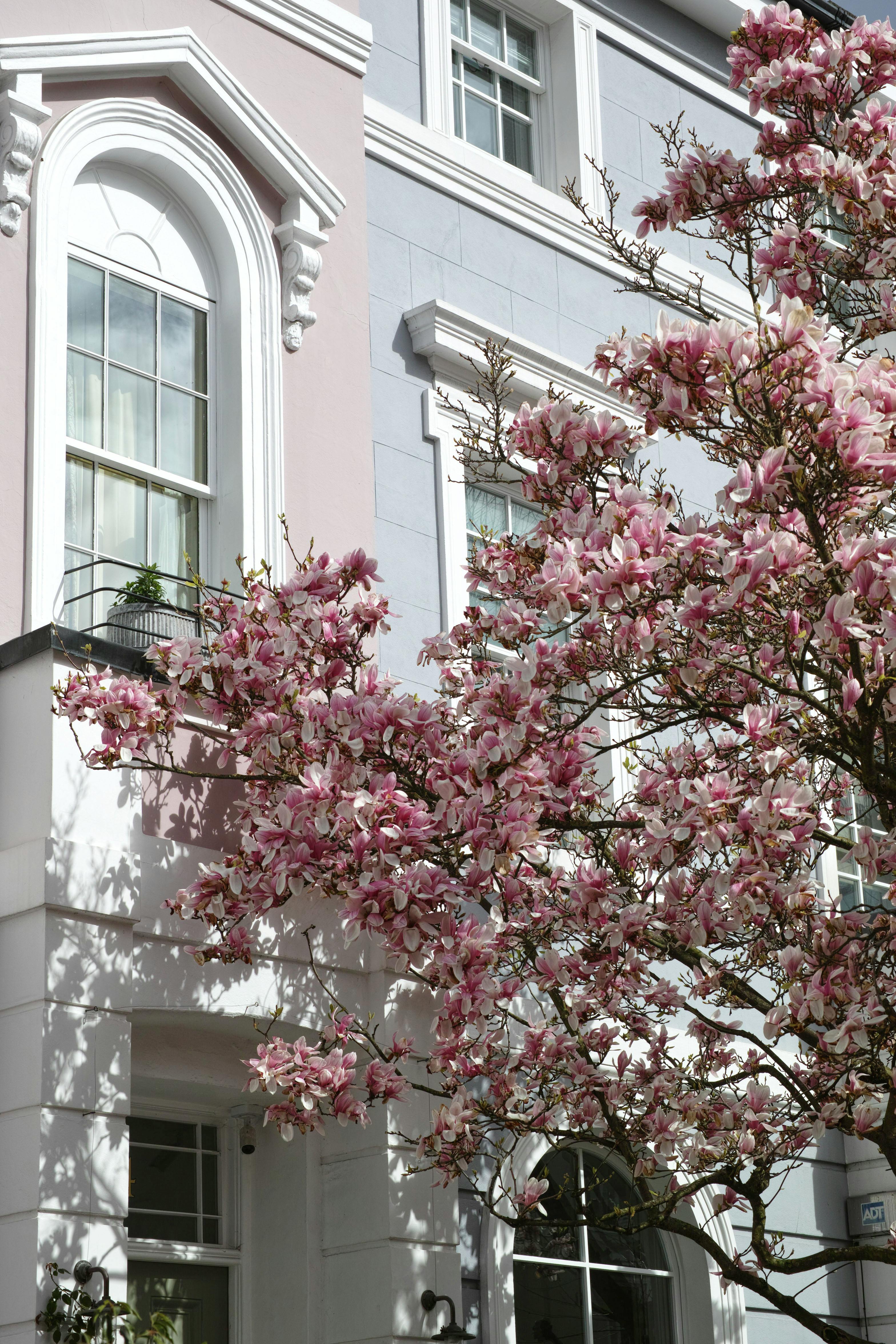 Spring Tree Photos, Download The BEST Free Spring Tree Stock Photos ...