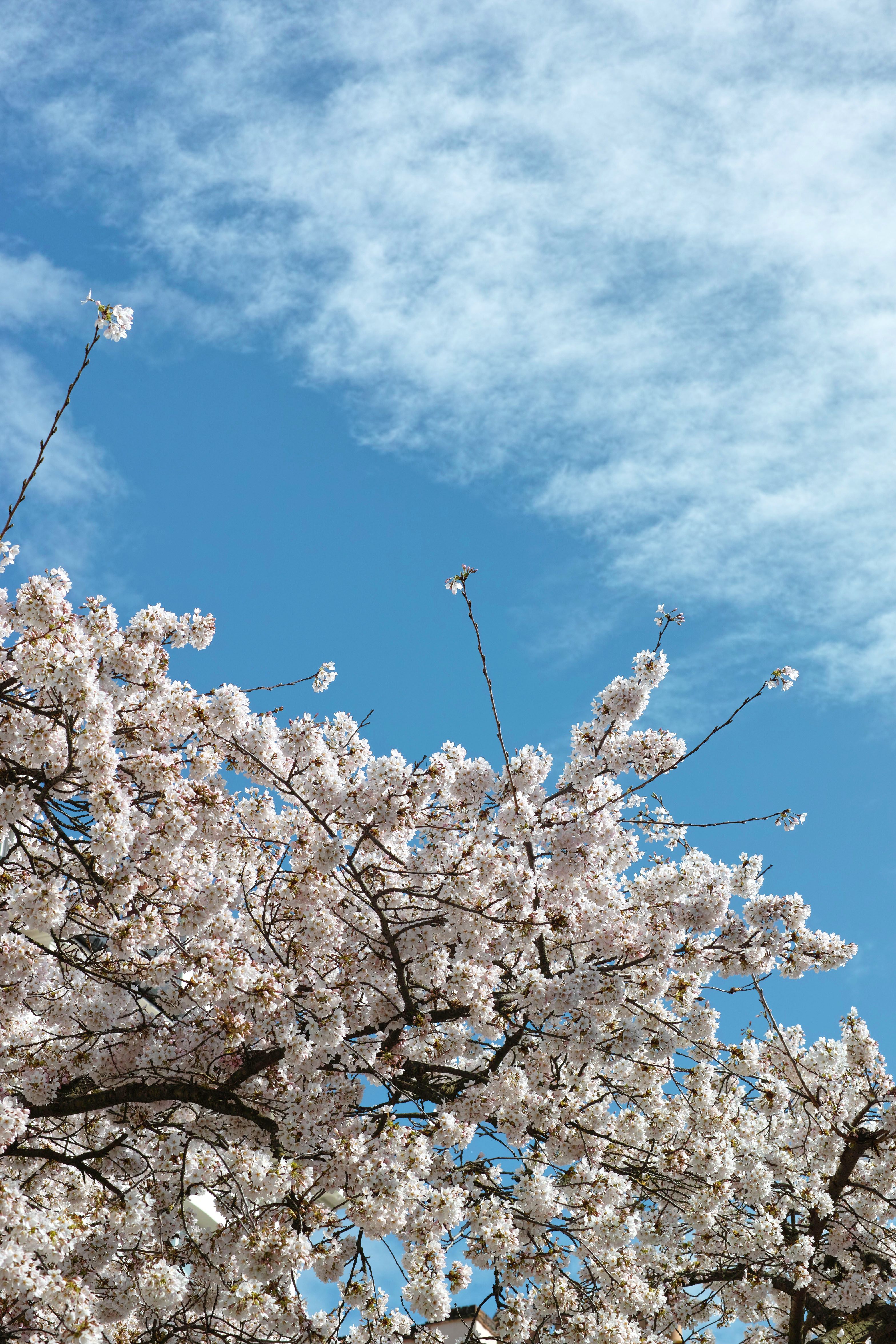 Tree Against Sky · Free Stock Photo