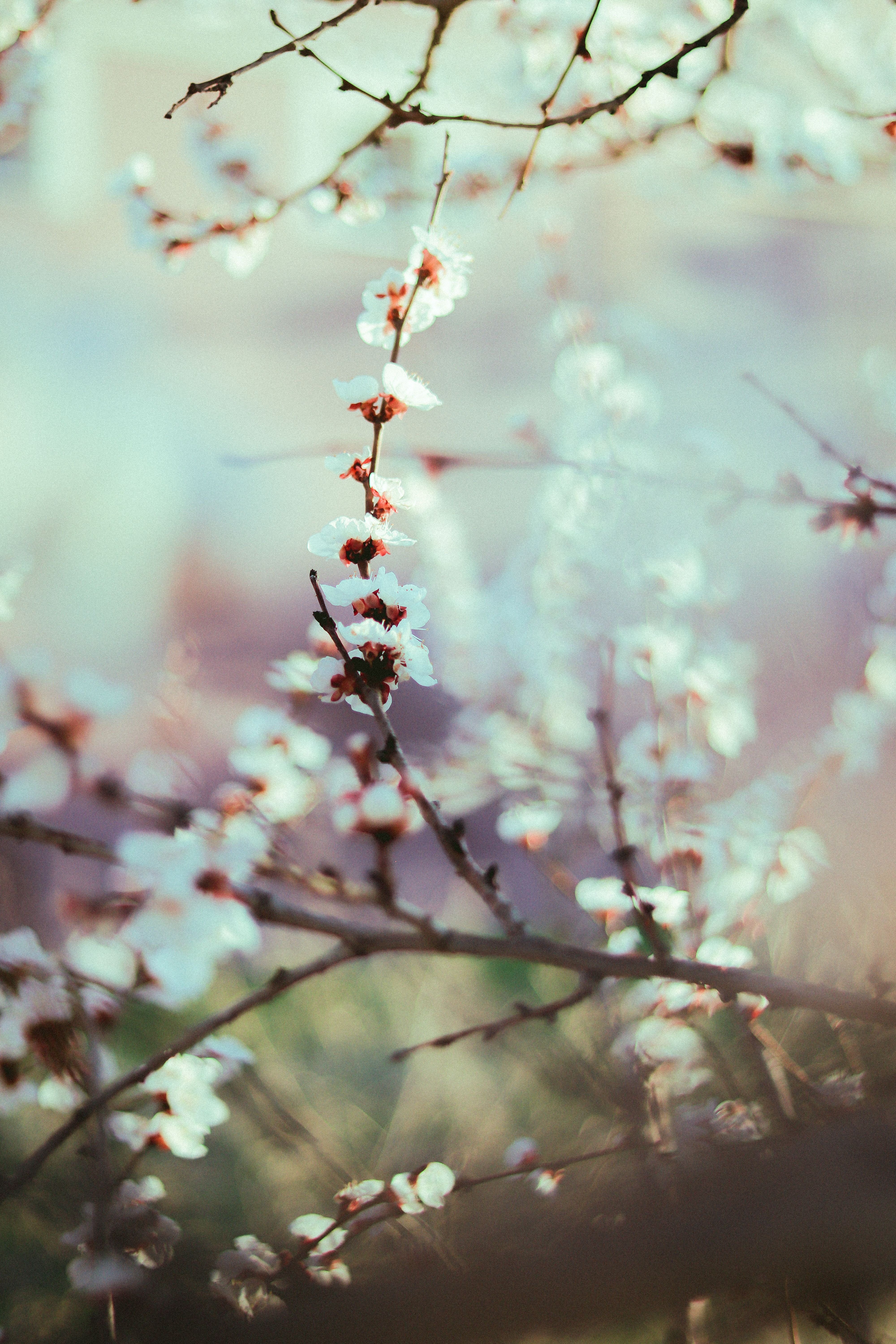 Faded flowers on sprigs in autumn garden · Free Stock Photo