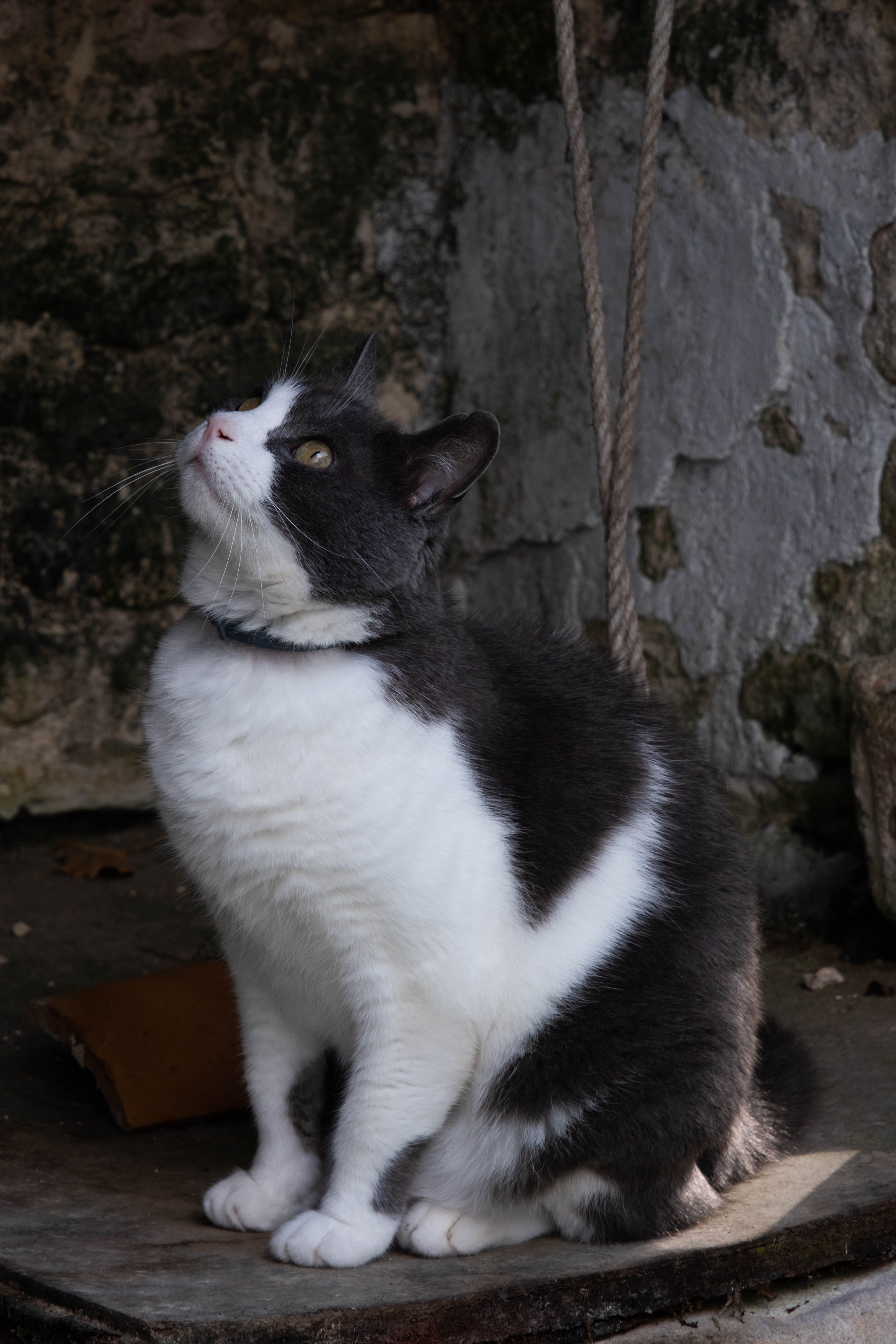 Cat Shock Photos, Download The BEST Free Cat Shock Stock Photos & HD Images