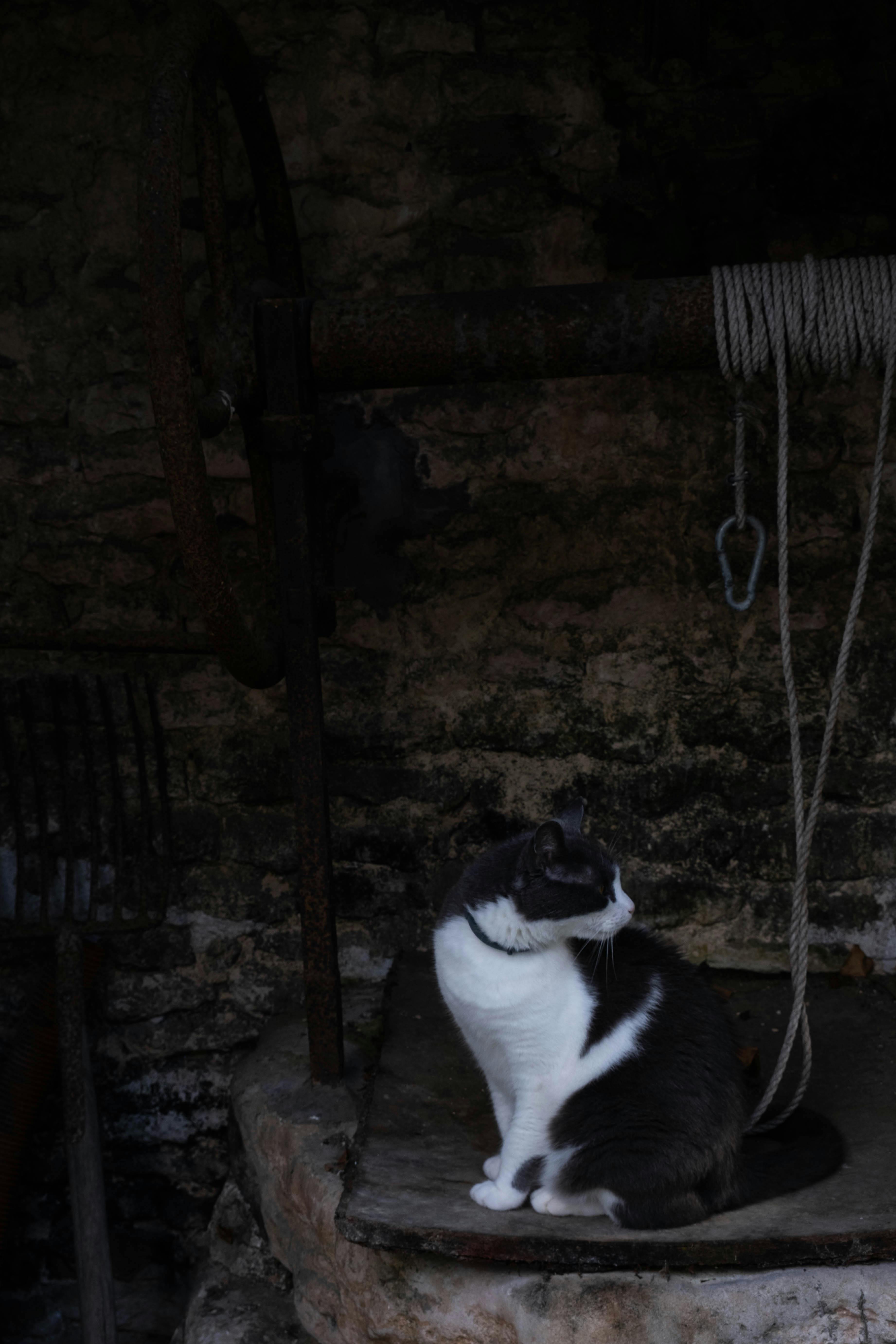 Hell Cat Photos, Download The BEST Free Hell Cat Stock Photos & HD Images