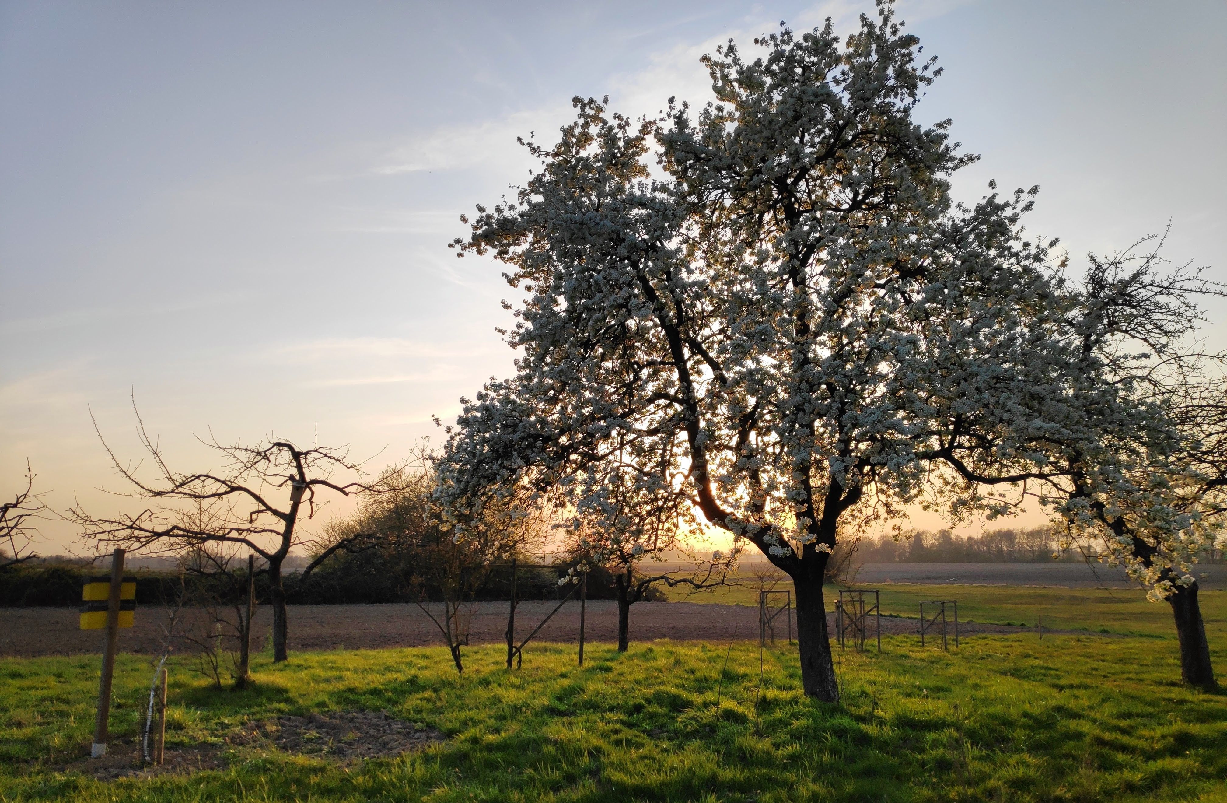 Blossoming Trees in Countryside · Free Stock Photo