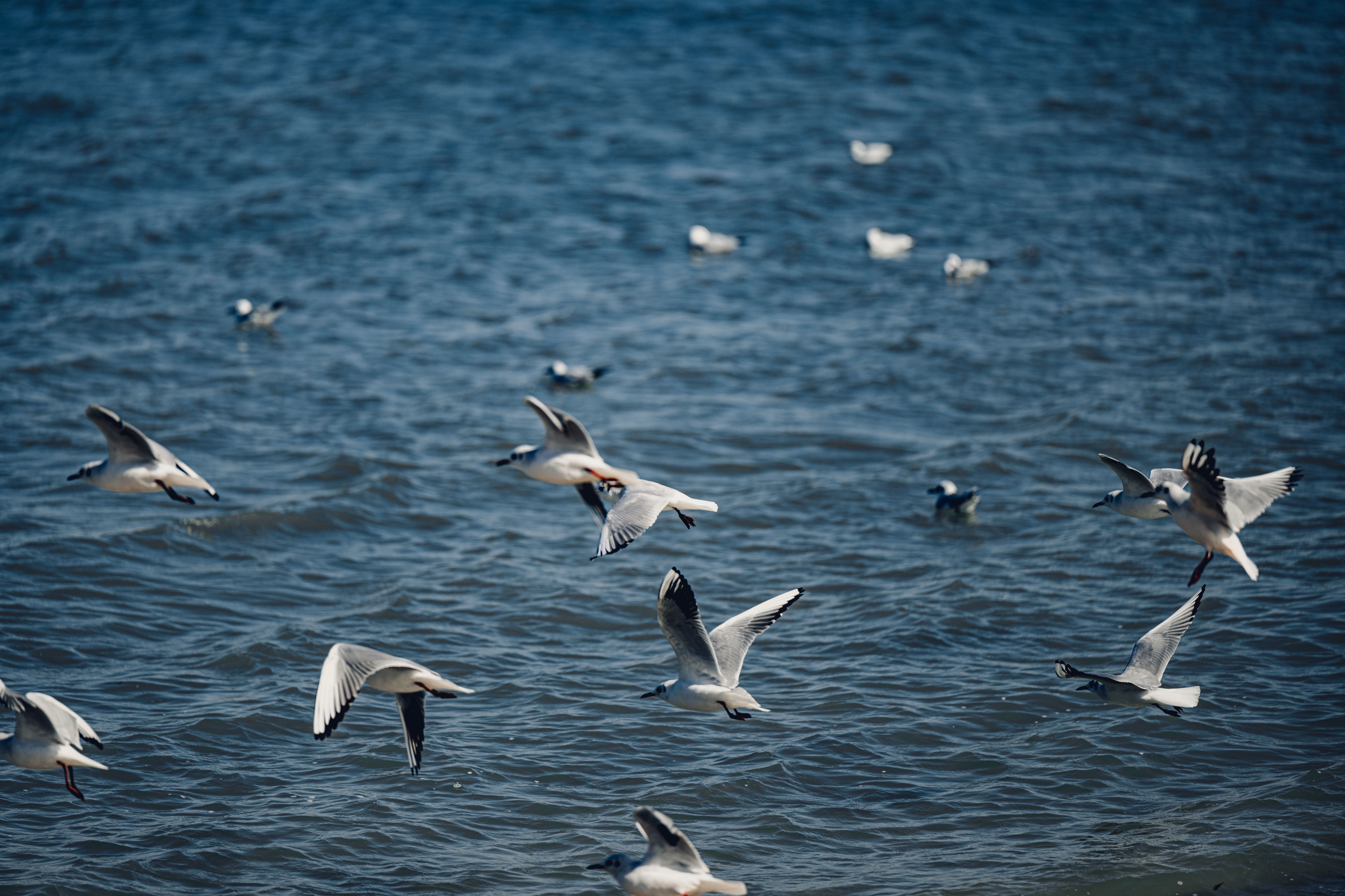 Flock of White Seagulls Flying over the Ocean · Free Stock Photo