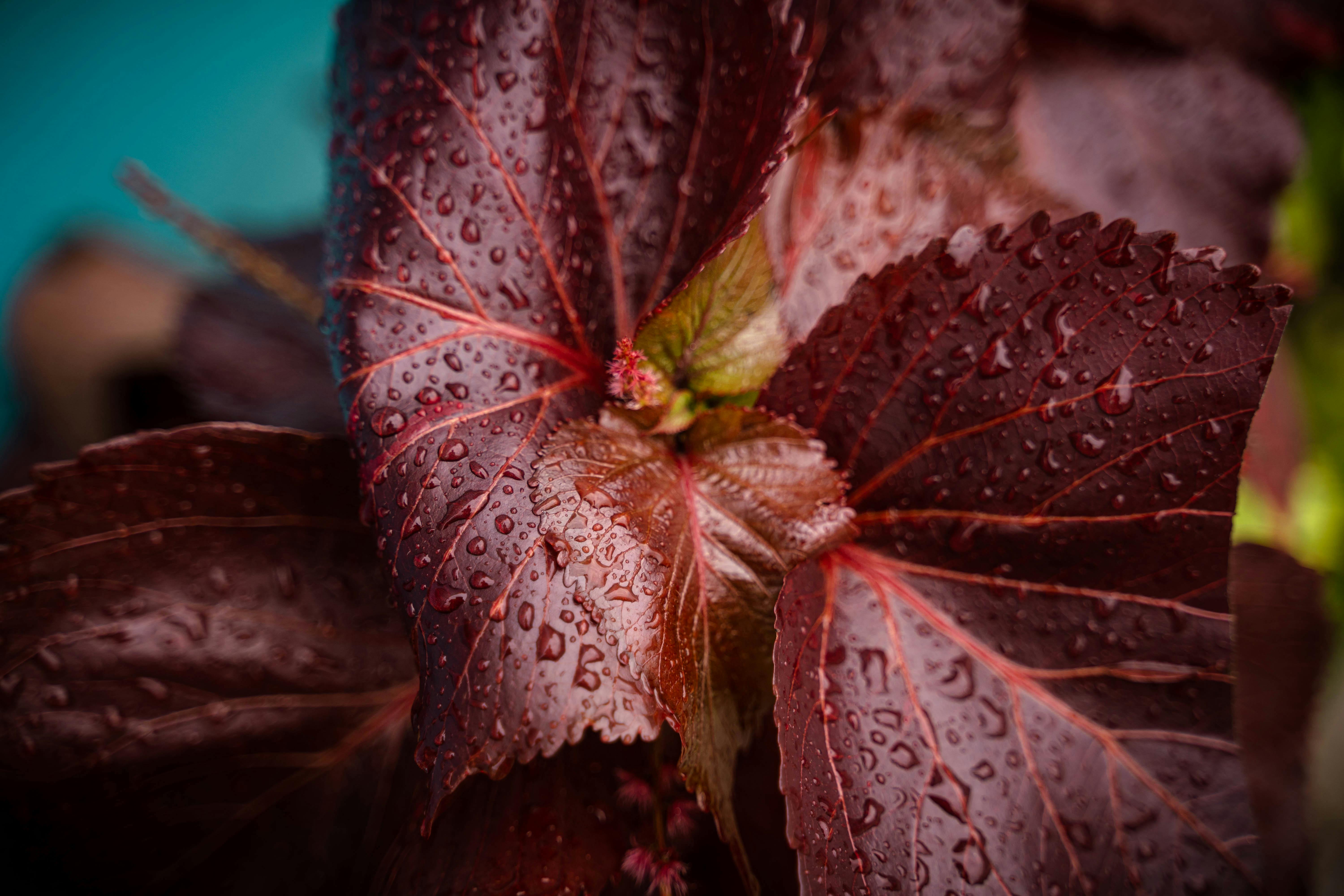 Red Clone Leaves · Free Stock Photo