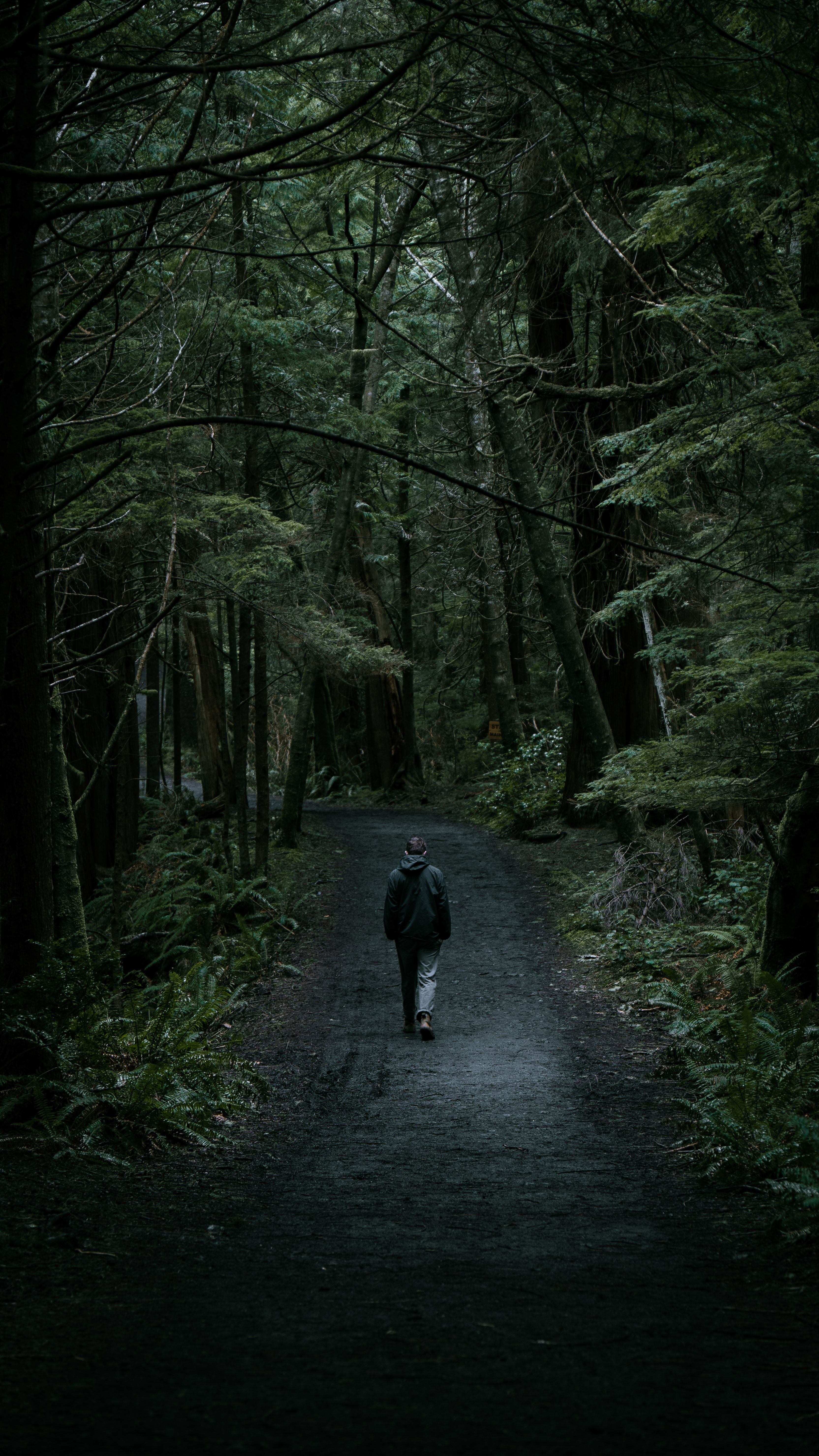 Man in a Forest · Free Stock Photo