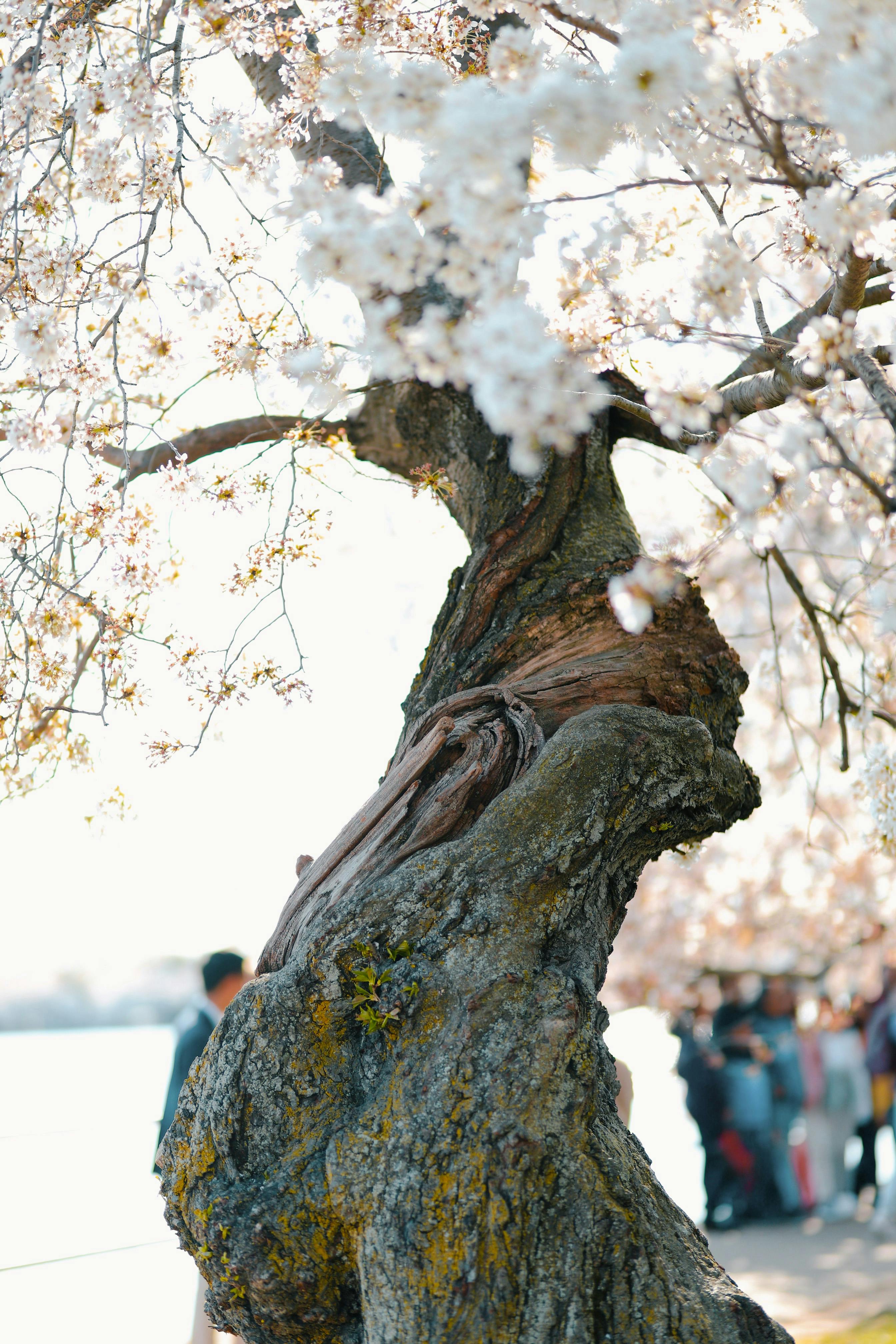 Cherry Blossom Pathway in Full Bloom · Free Stock Photo