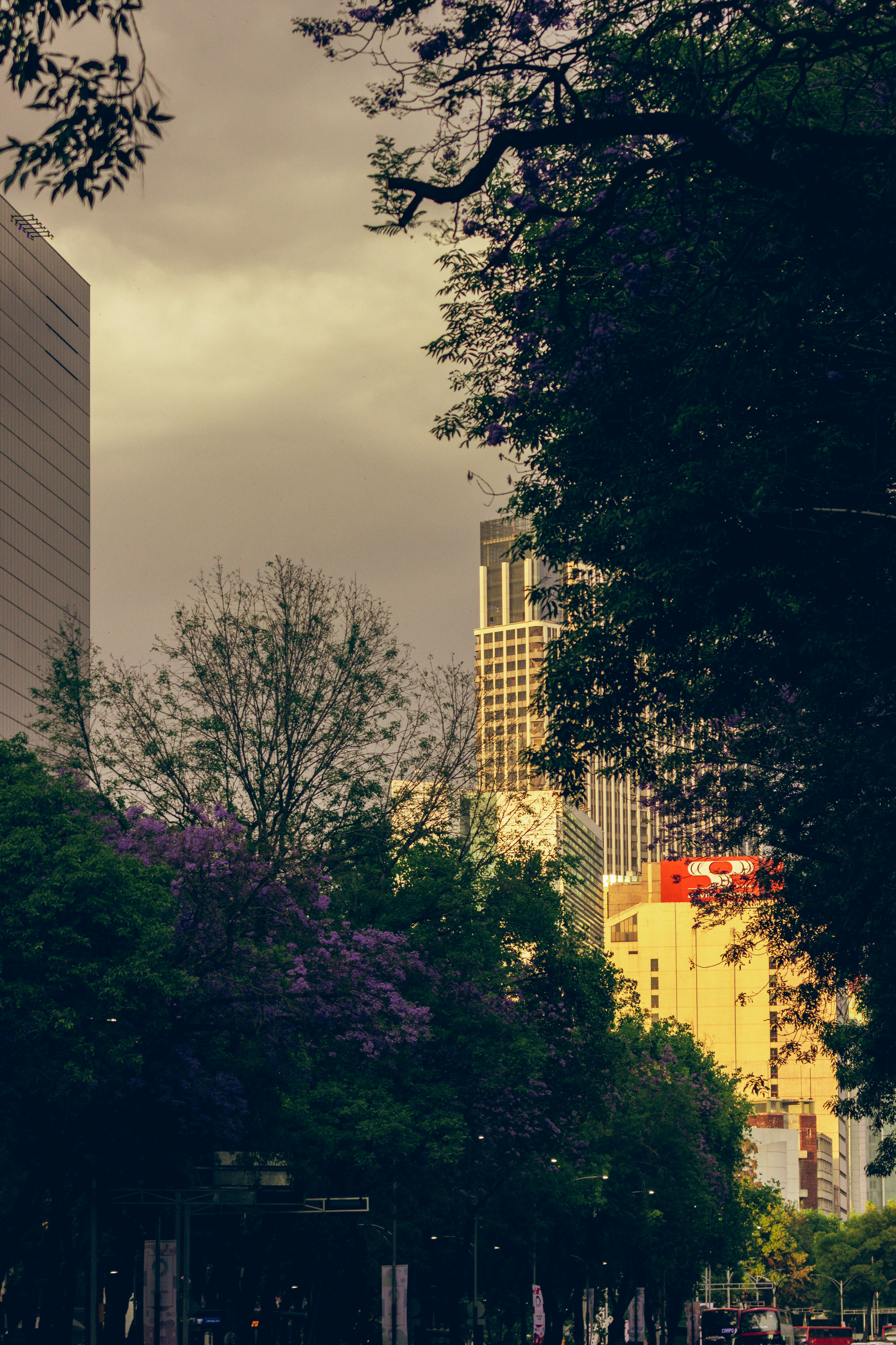 Trees in Downtown · Free Stock Photo