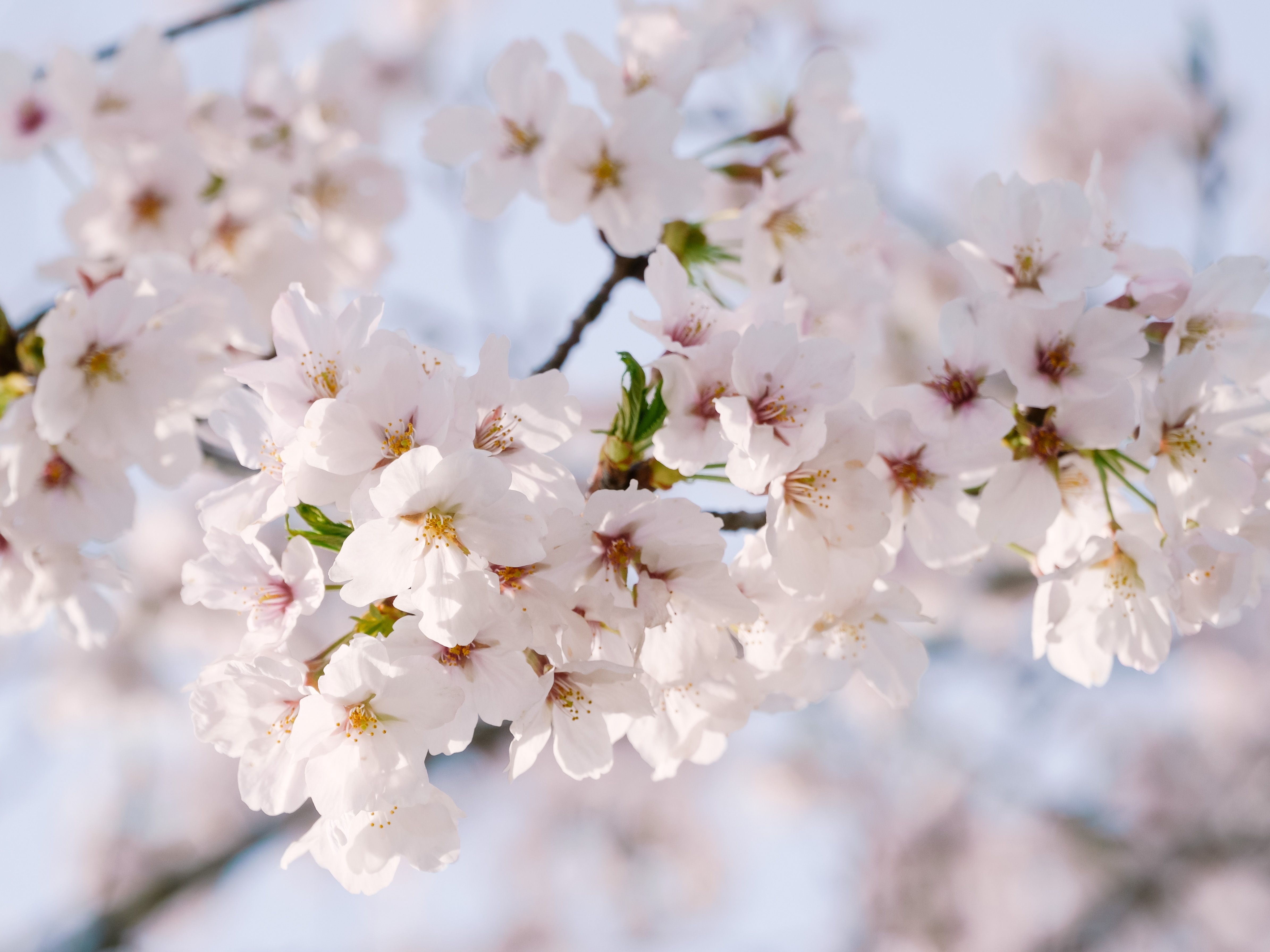 Cherry Tree Blossoms · Free Stock Photo