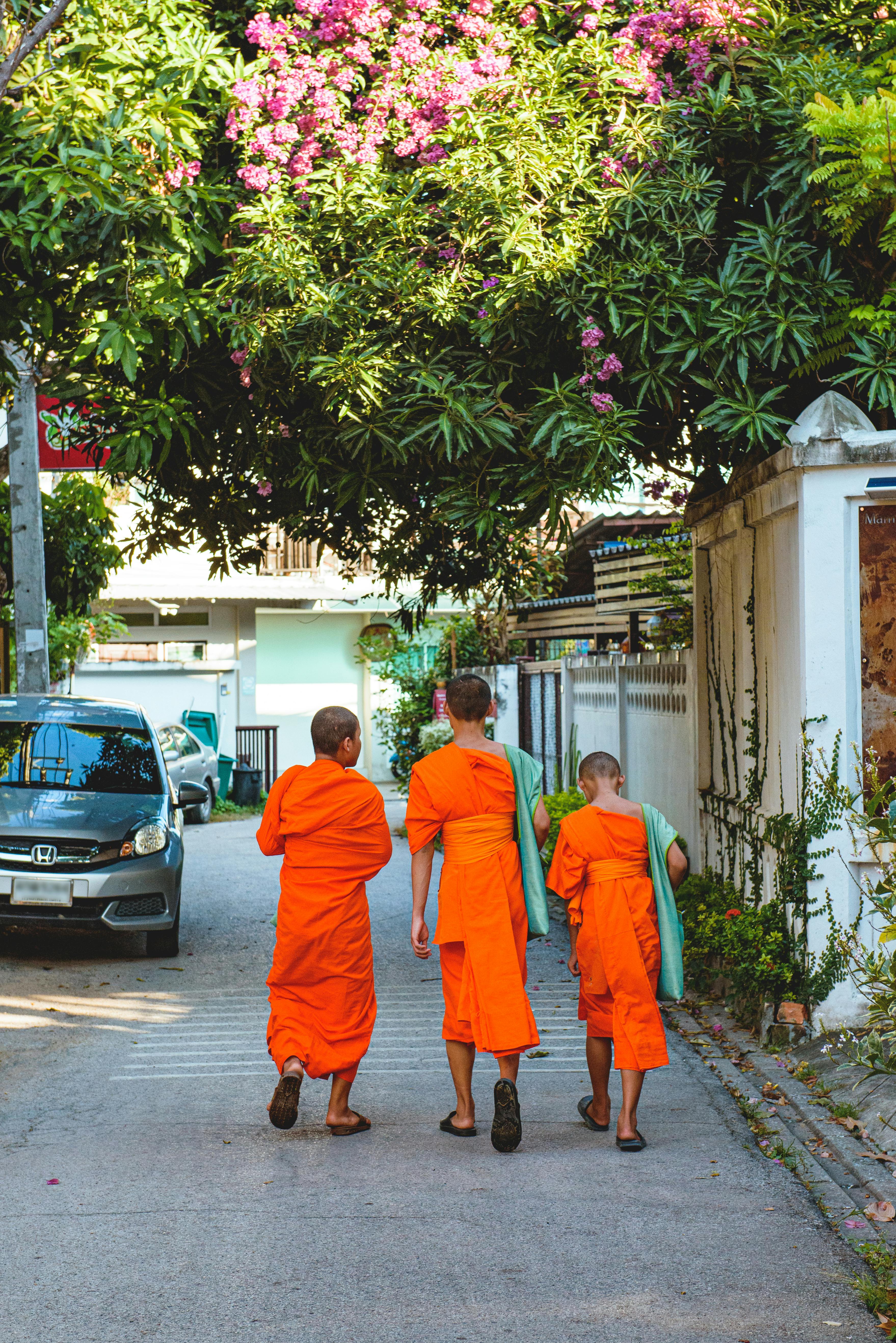 Boys in Orange Monk Robes Walking down Street under Blooming Tree ...