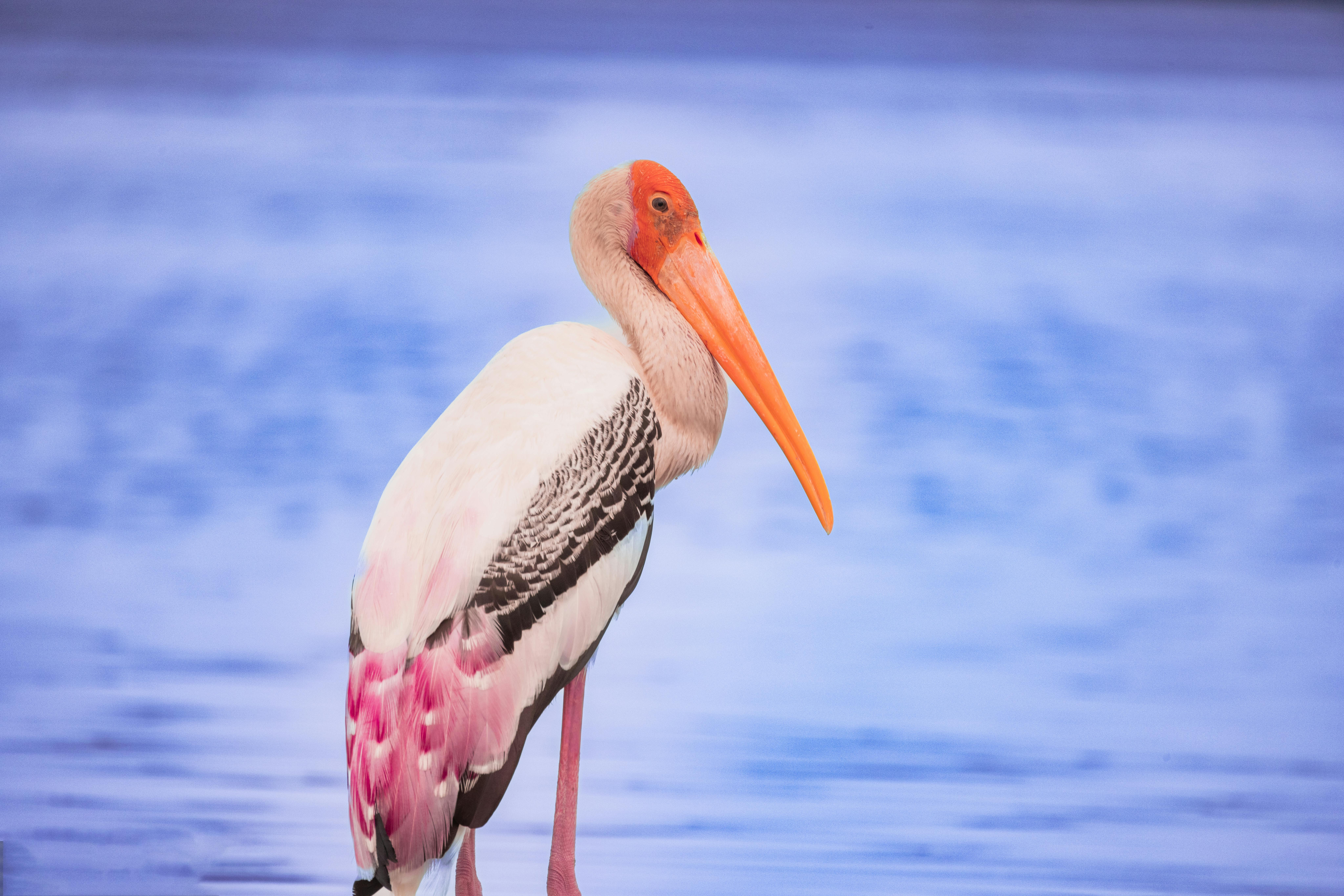 Painted Stork in Wetlands · Free Stock Photo