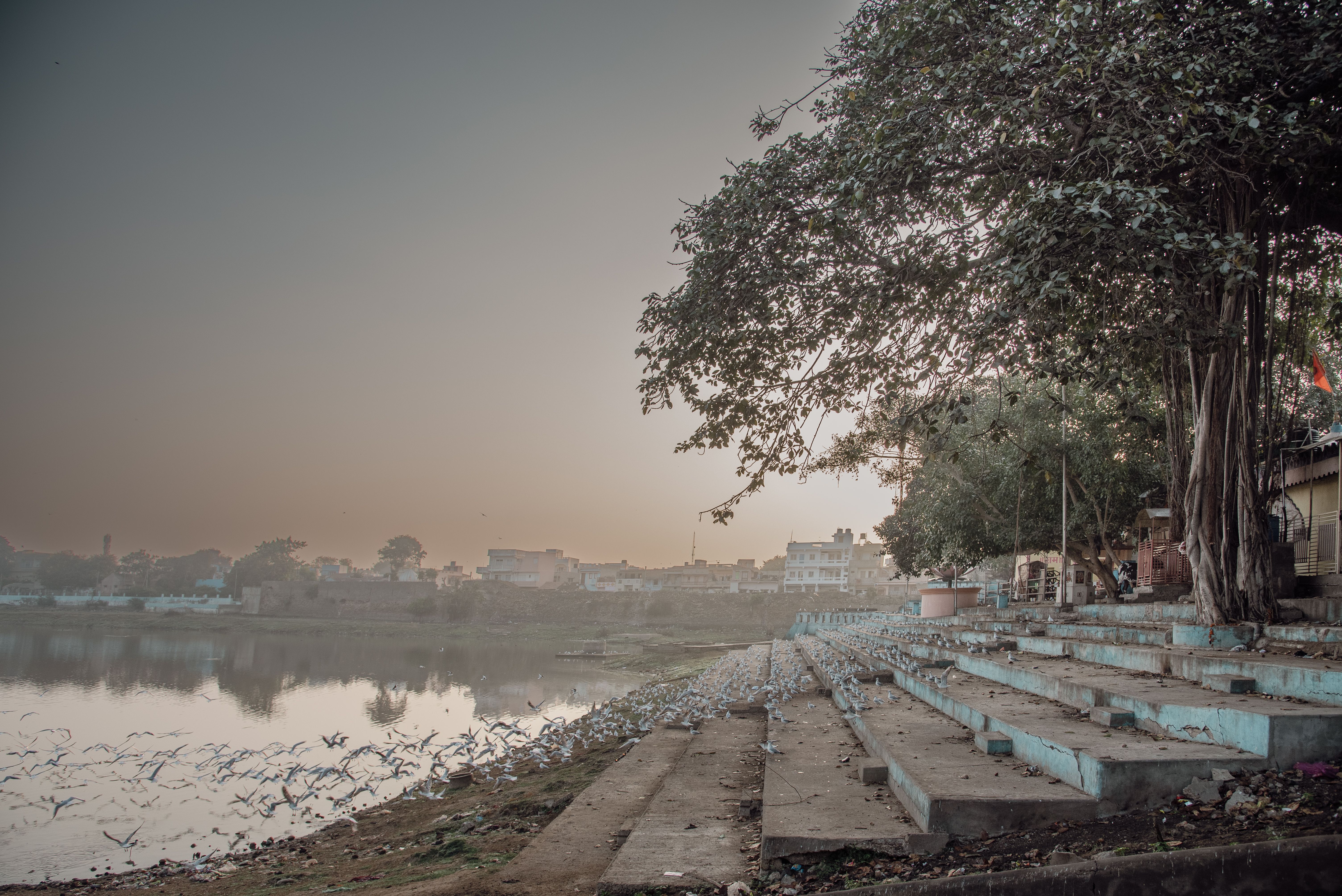 Birds on the Steps by the Shore at Sunset · Free Stock Photo