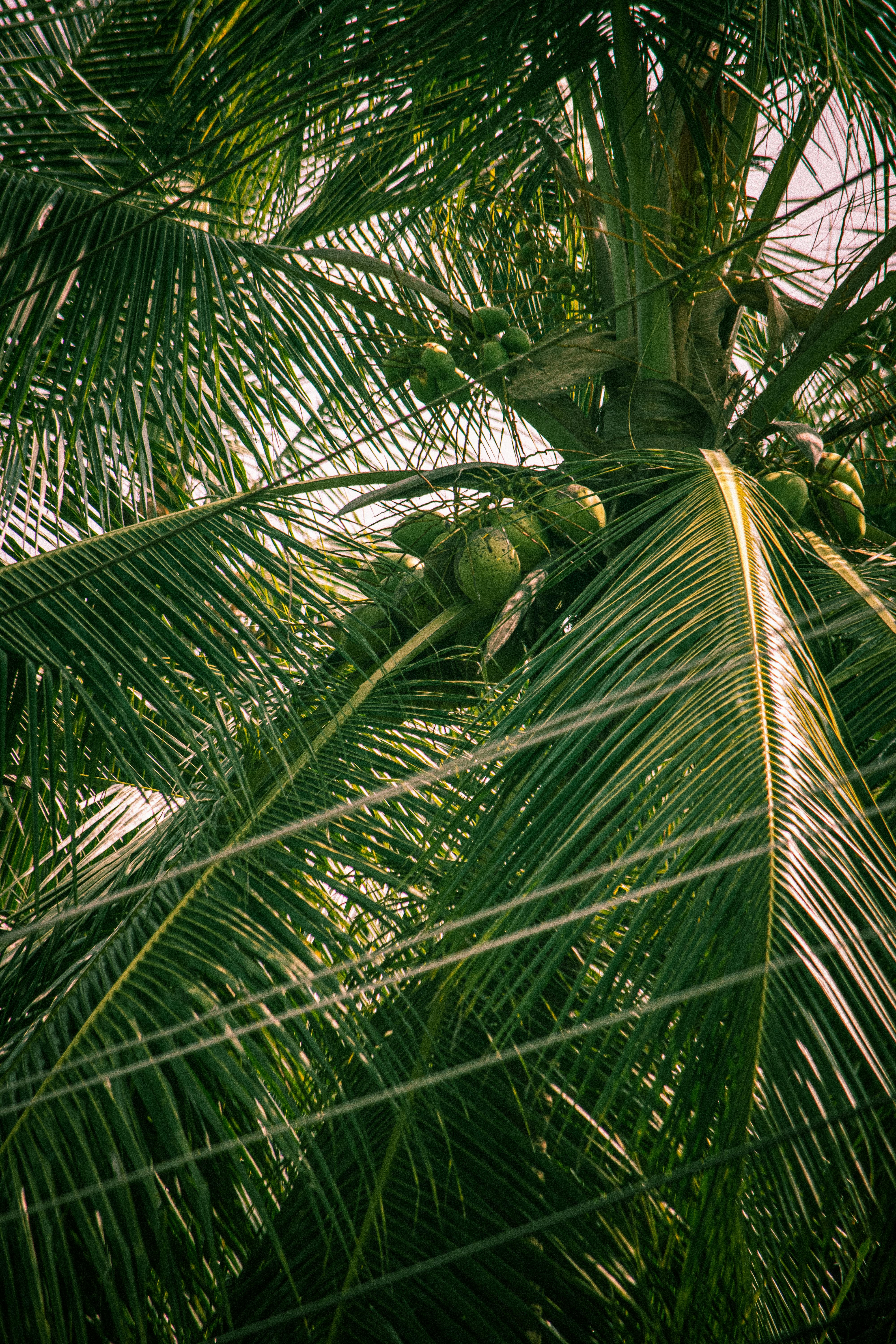 Photo of Coconut Tree During Daytime · Free Stock Photo