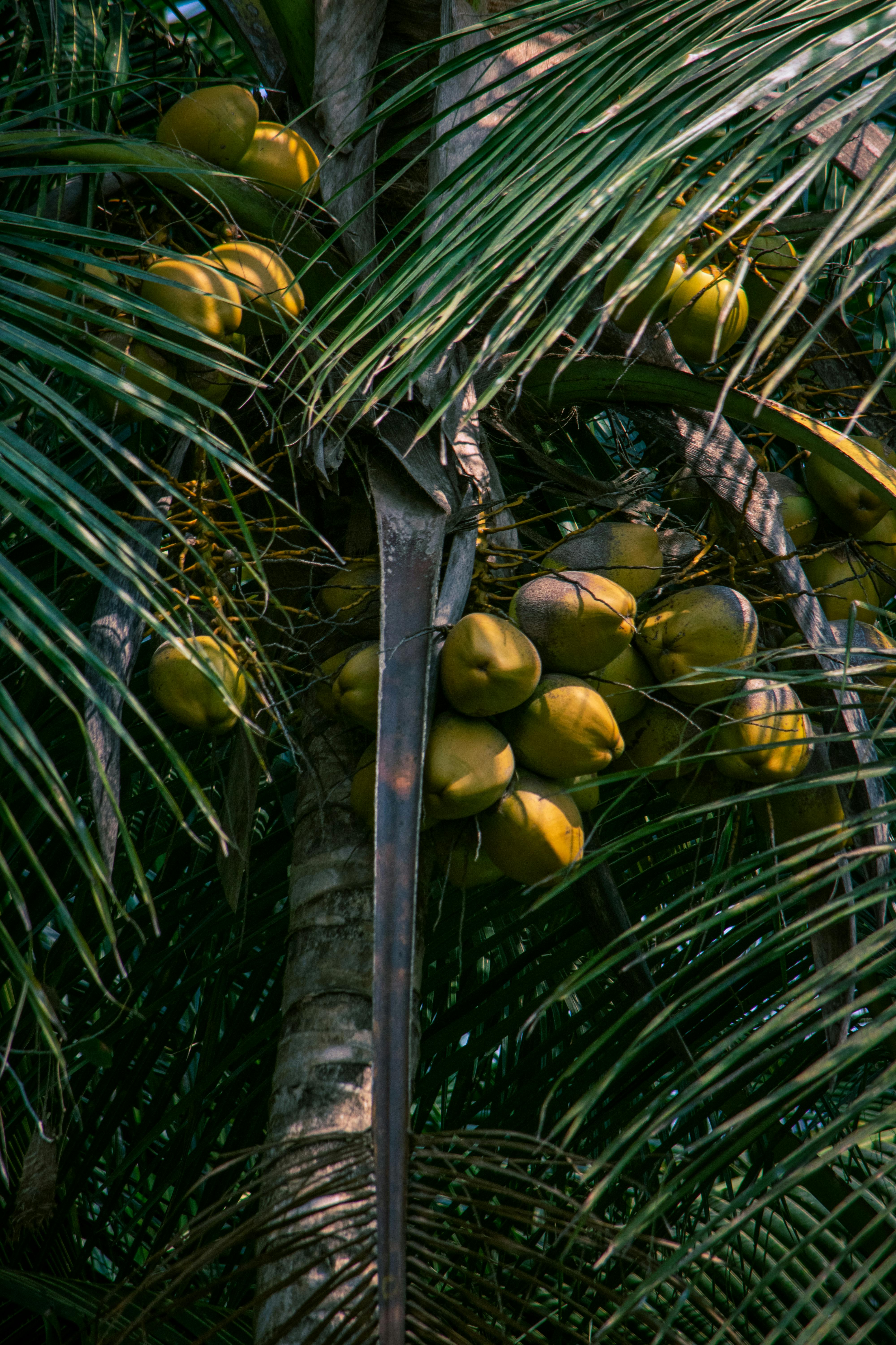 Green Coconut Shell · Free Stock Photo