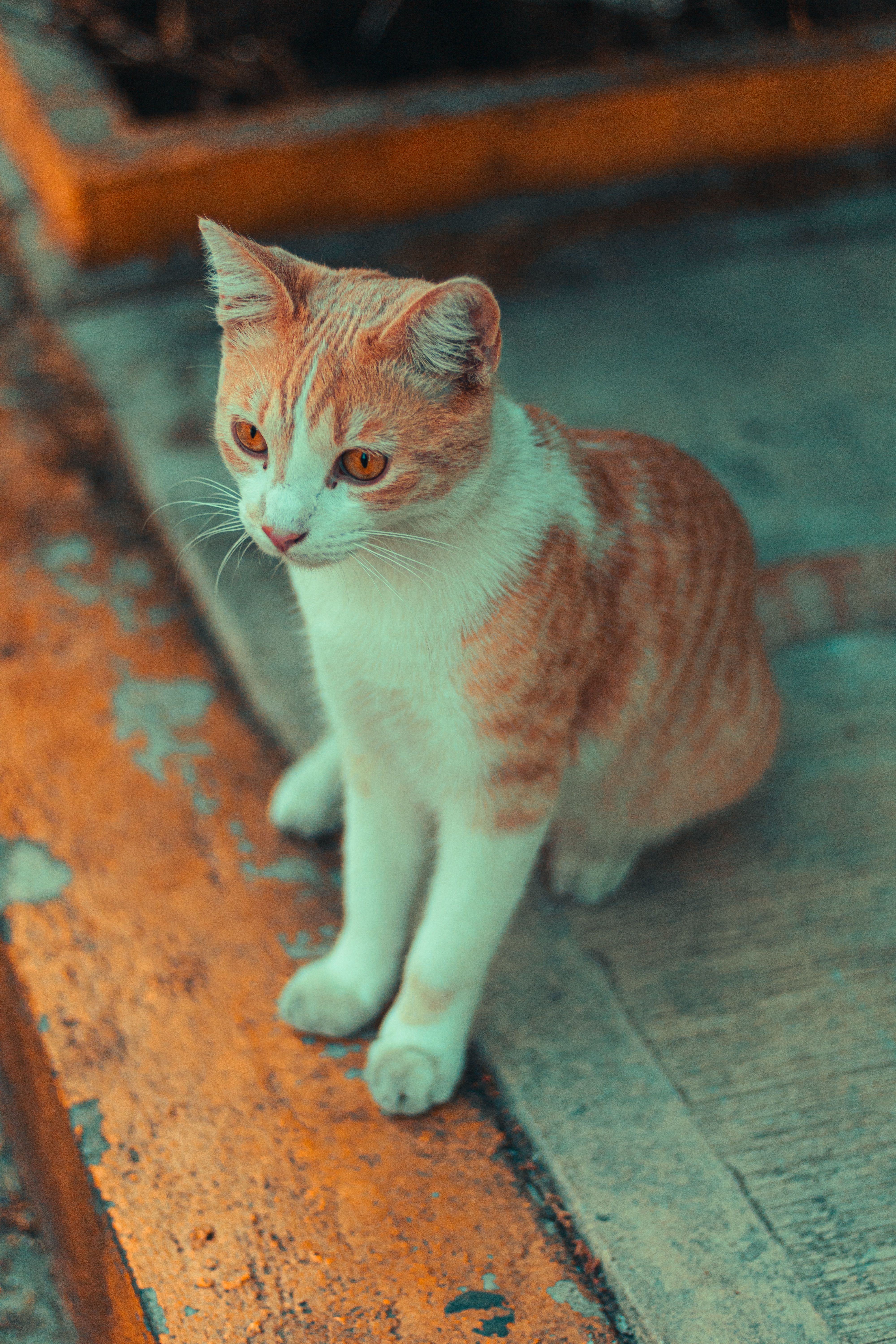 Cute Cat Sitting on Floor · Free Stock Photo