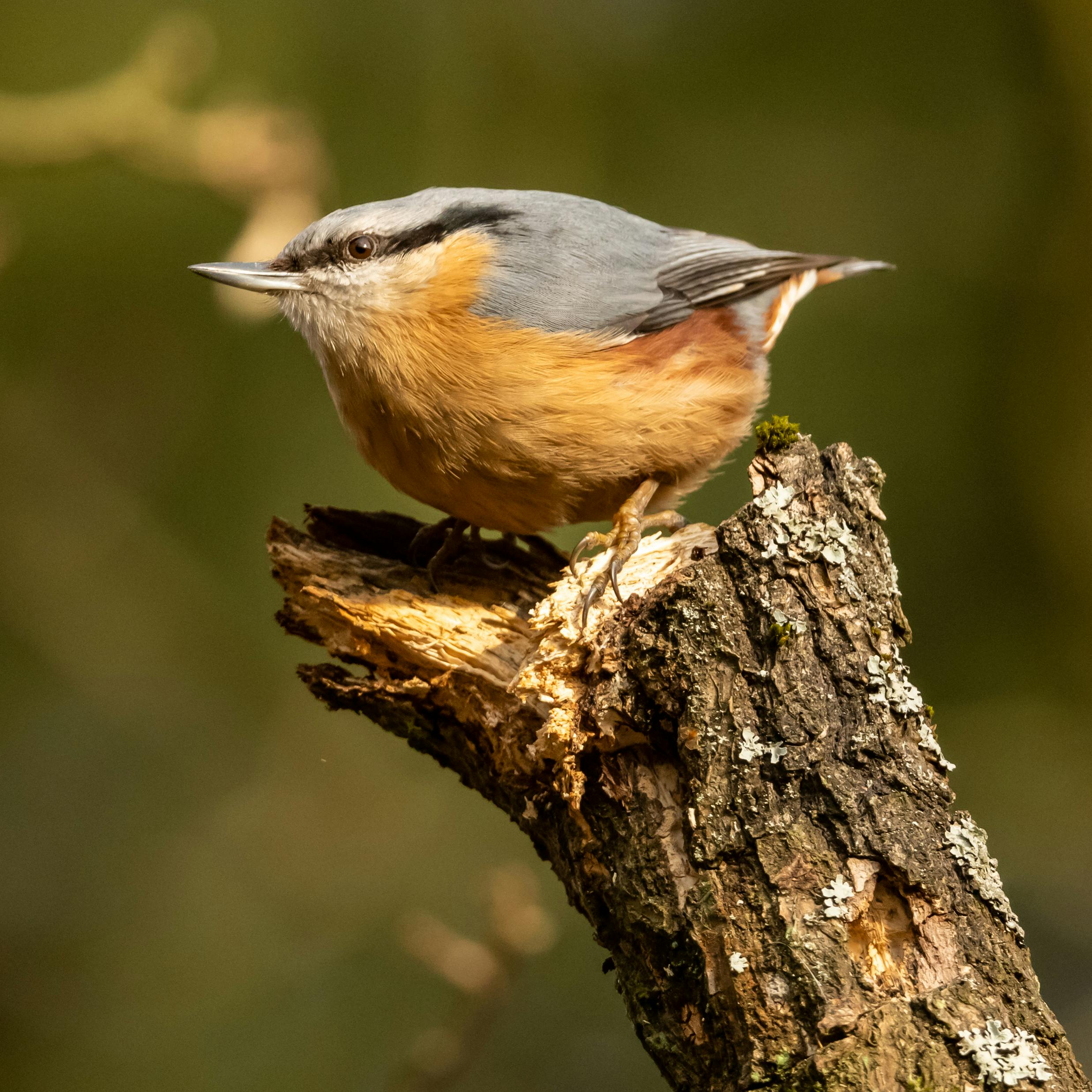 Algerian Nuthatch Photos, Download The BEST Free Algerian Nuthatch ...