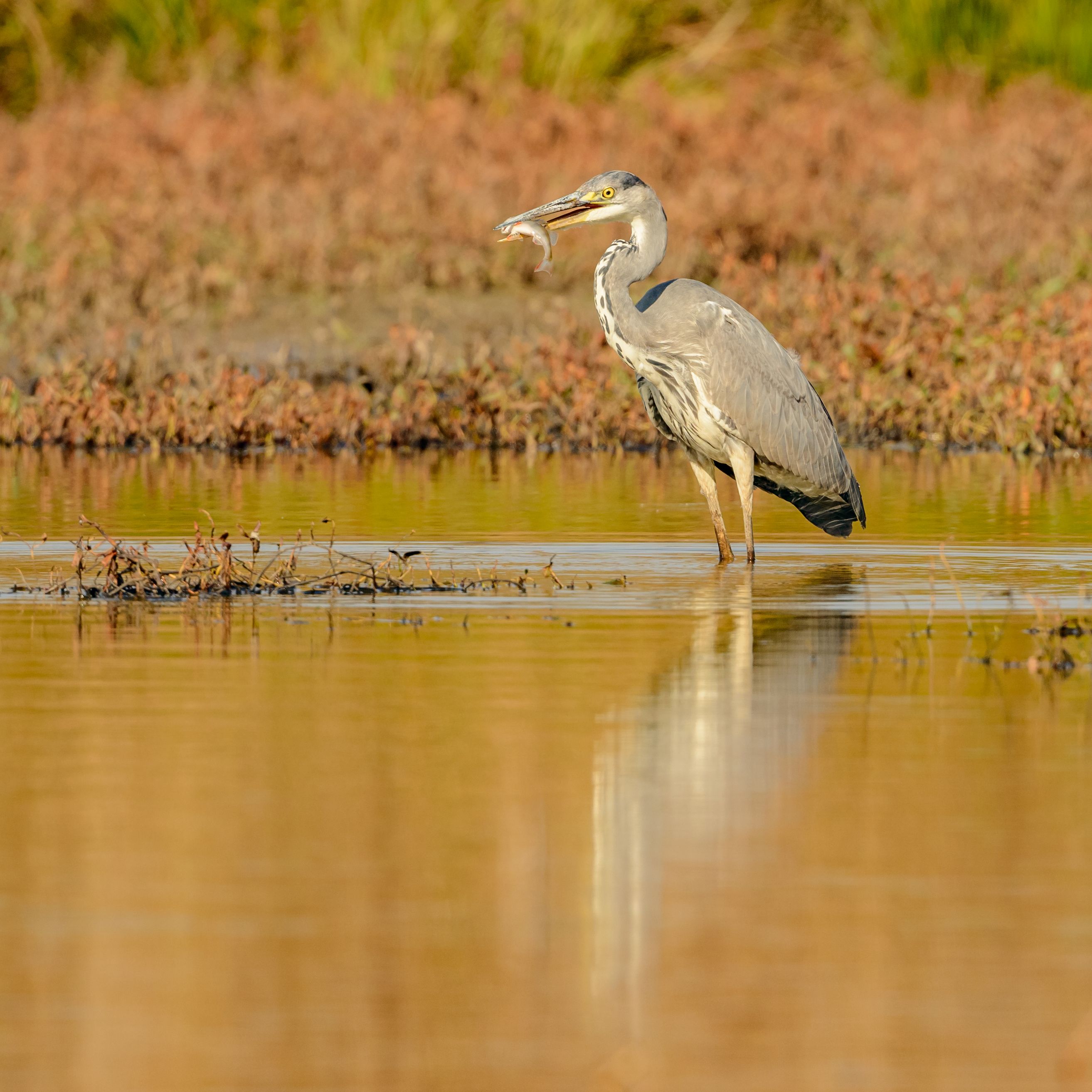 Bird Catching Fish in Wetlands · Free Stock Photo
