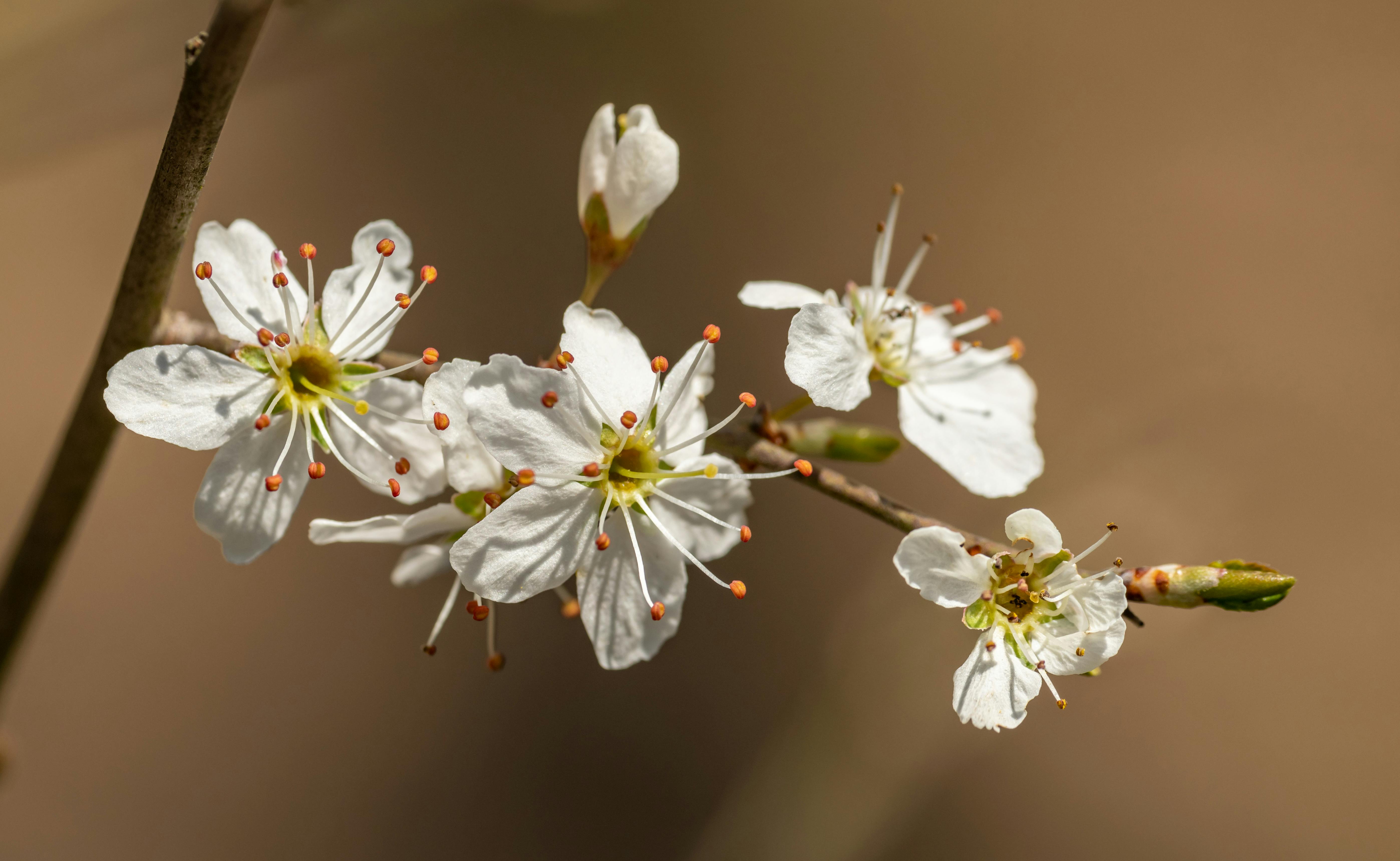 White Flowers on Twig · Free Stock Photo