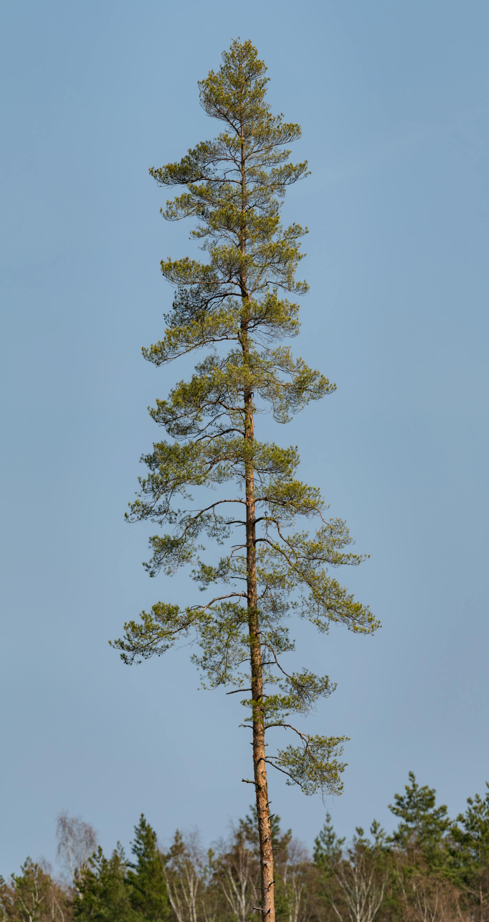 Tall Plant Photos, Download The BEST Free Tall Plant Stock Photos & HD ...