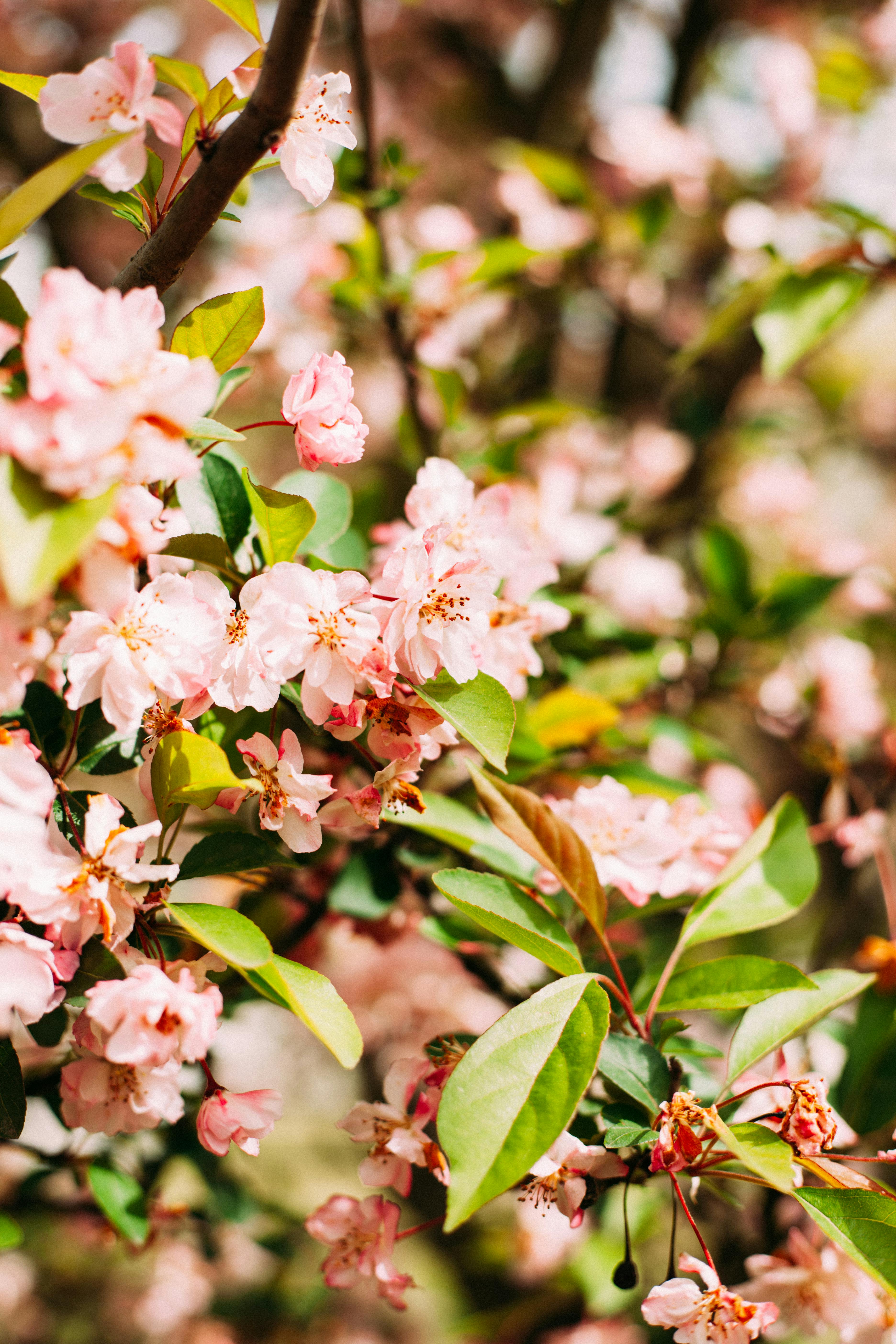 Spring Leafs Photos, Download The BEST Free Spring Leafs Stock Photos ...