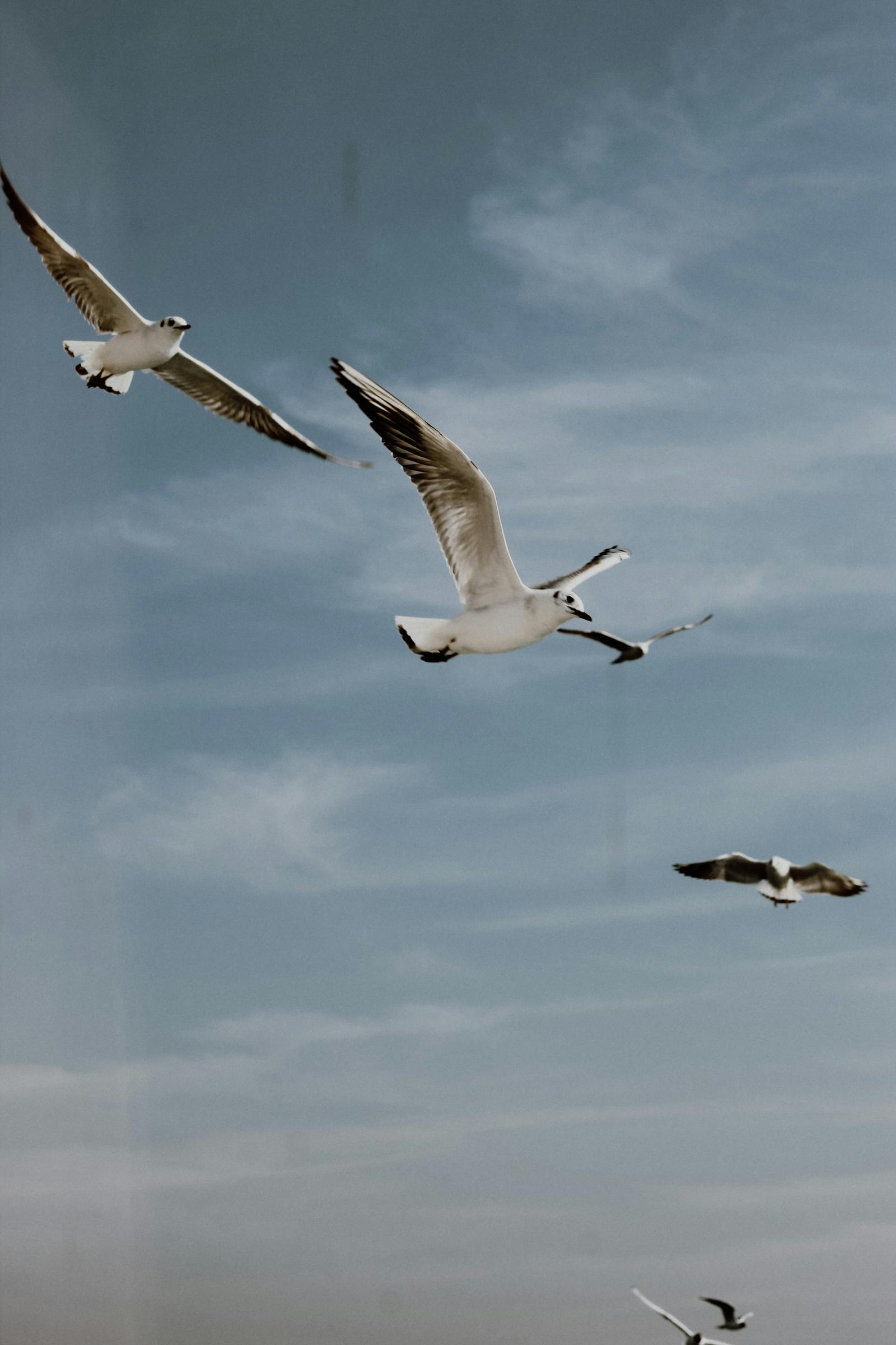 Birds Flying Vectors Photos, Download The BEST Free Birds Flying ...