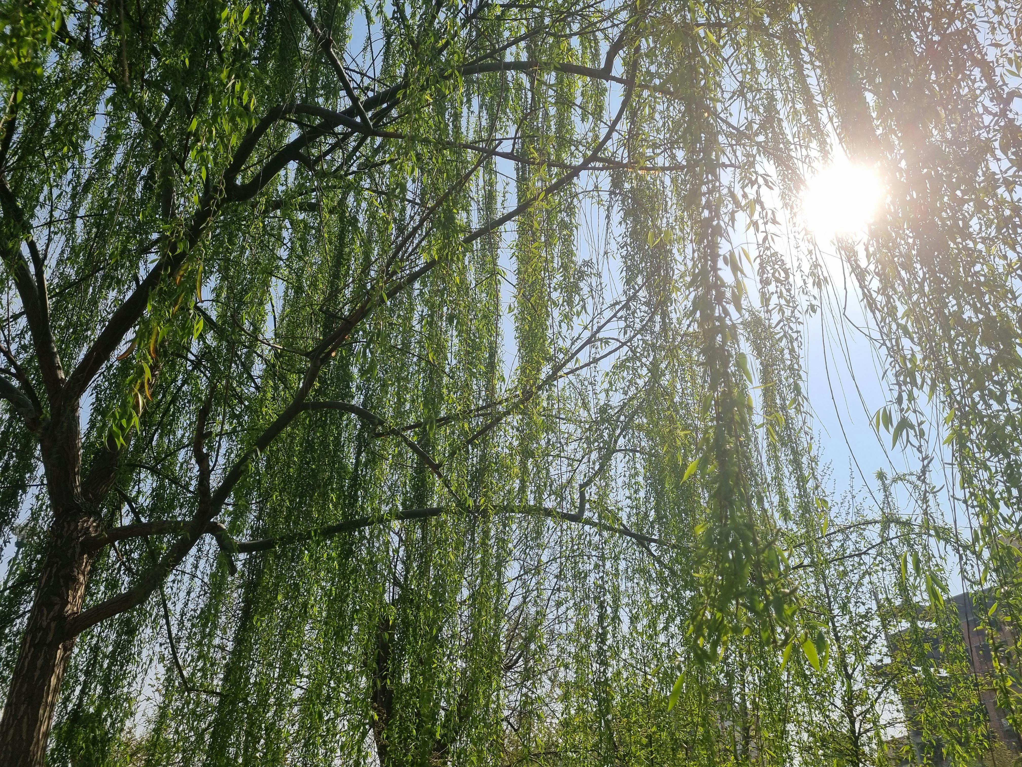Low Angle Shot of the Sun Shining through the Willow Branches · Free ...