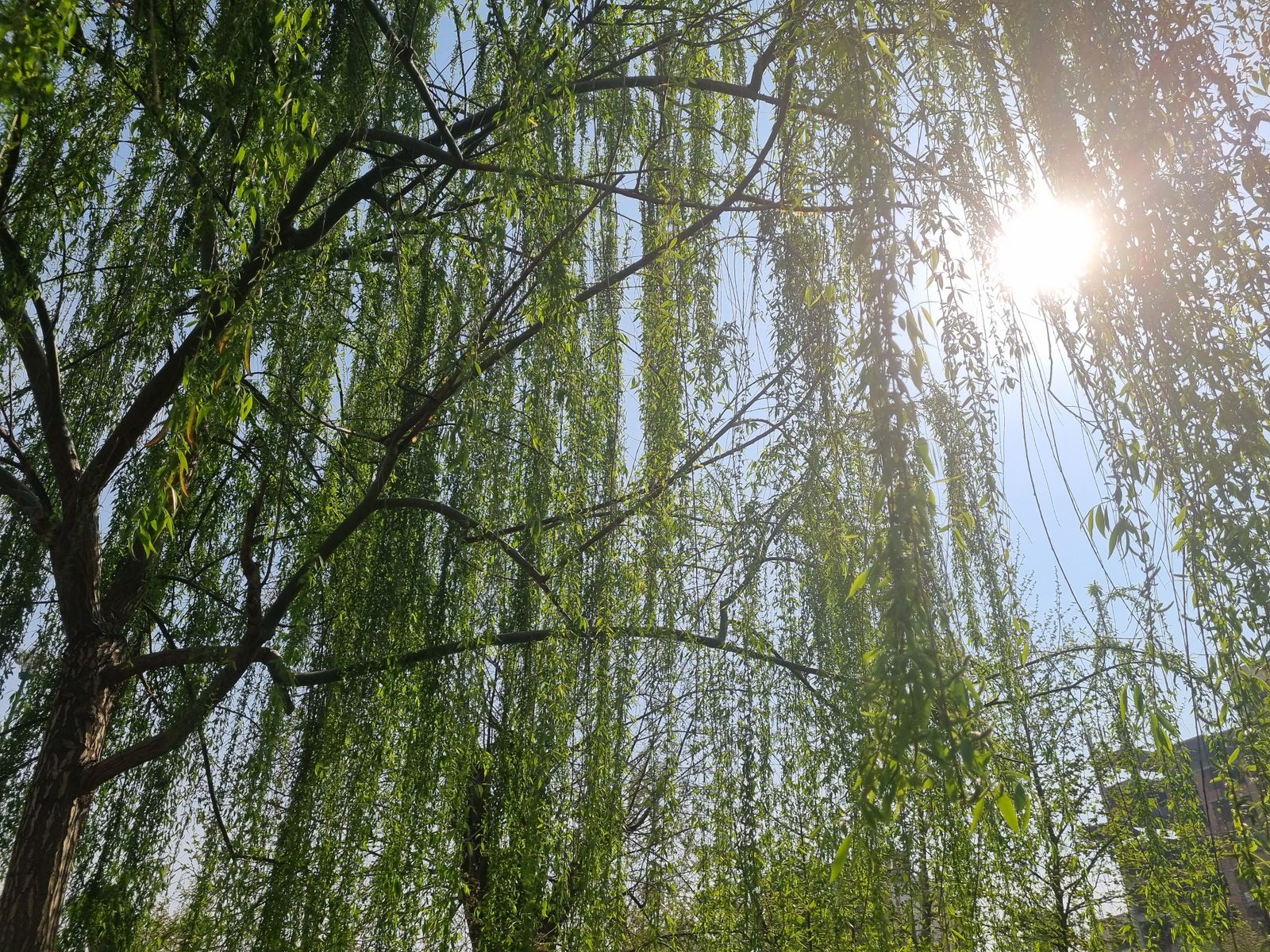 Willow Tree Photos, Download The BEST Free Willow Tree Stock Photos ...