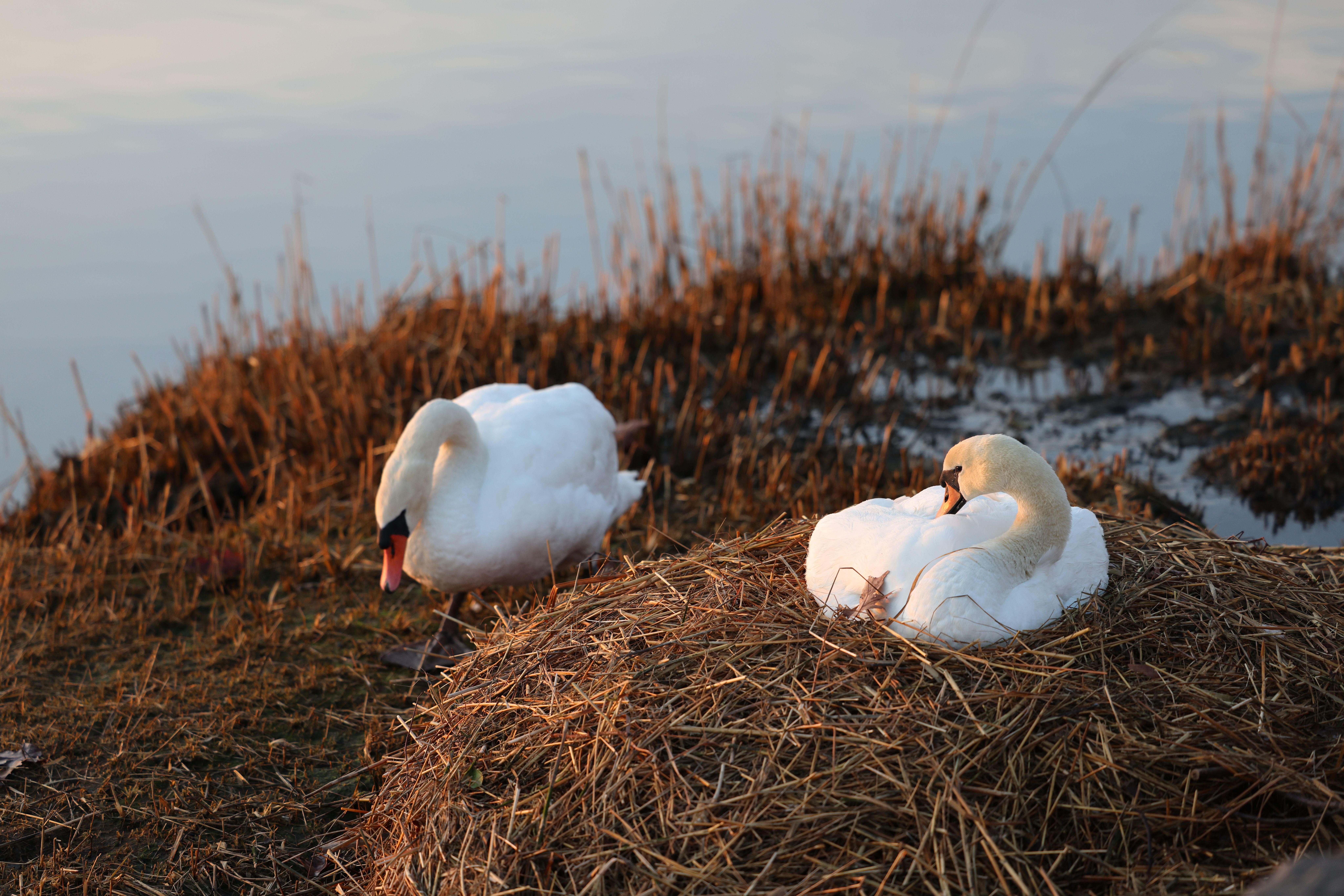 Two Swans on the Ground on the Shore · Free Stock Photo