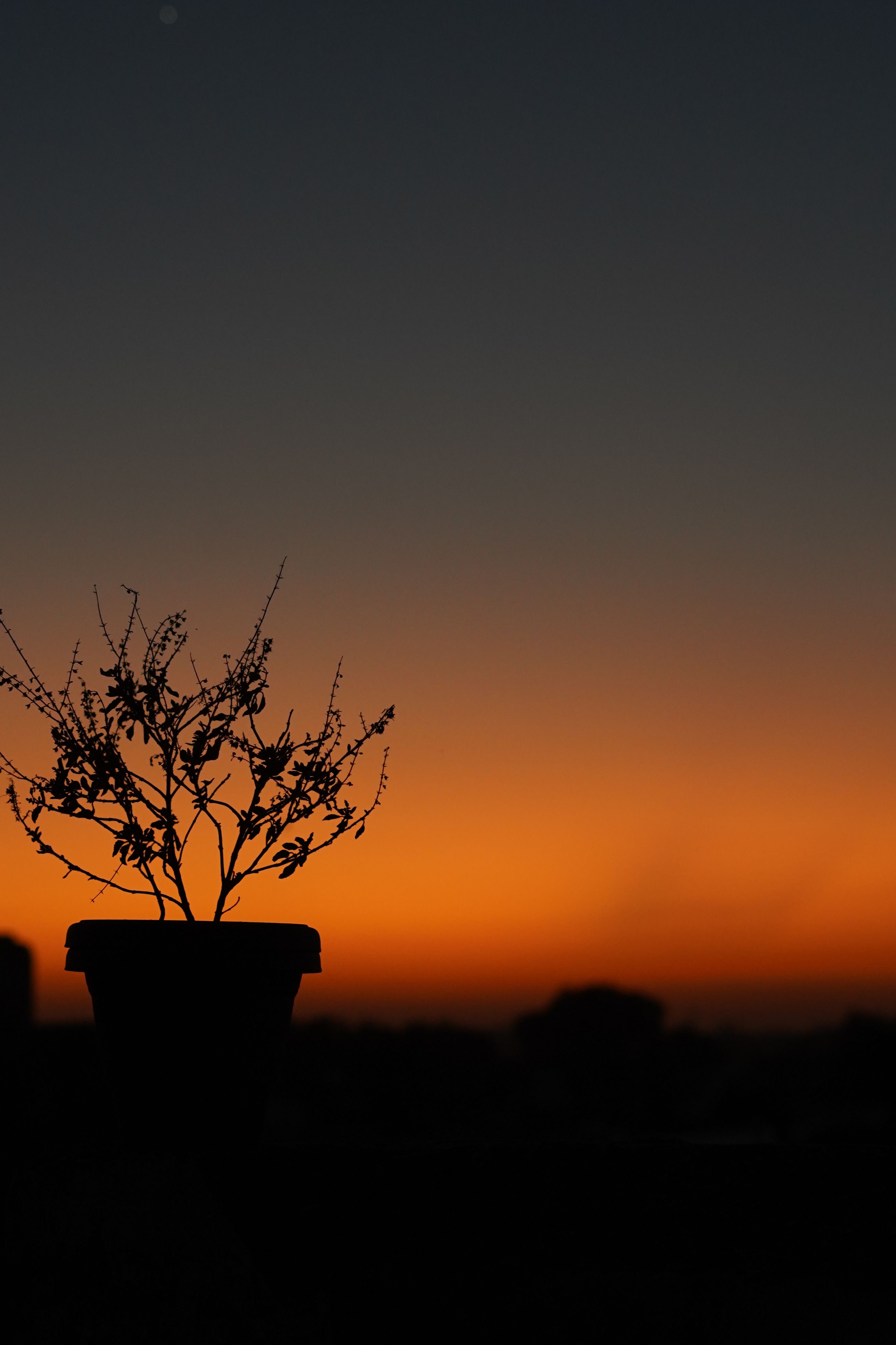 A Potted Plant on the Background of a Sunset Sky · Free Stock Photo