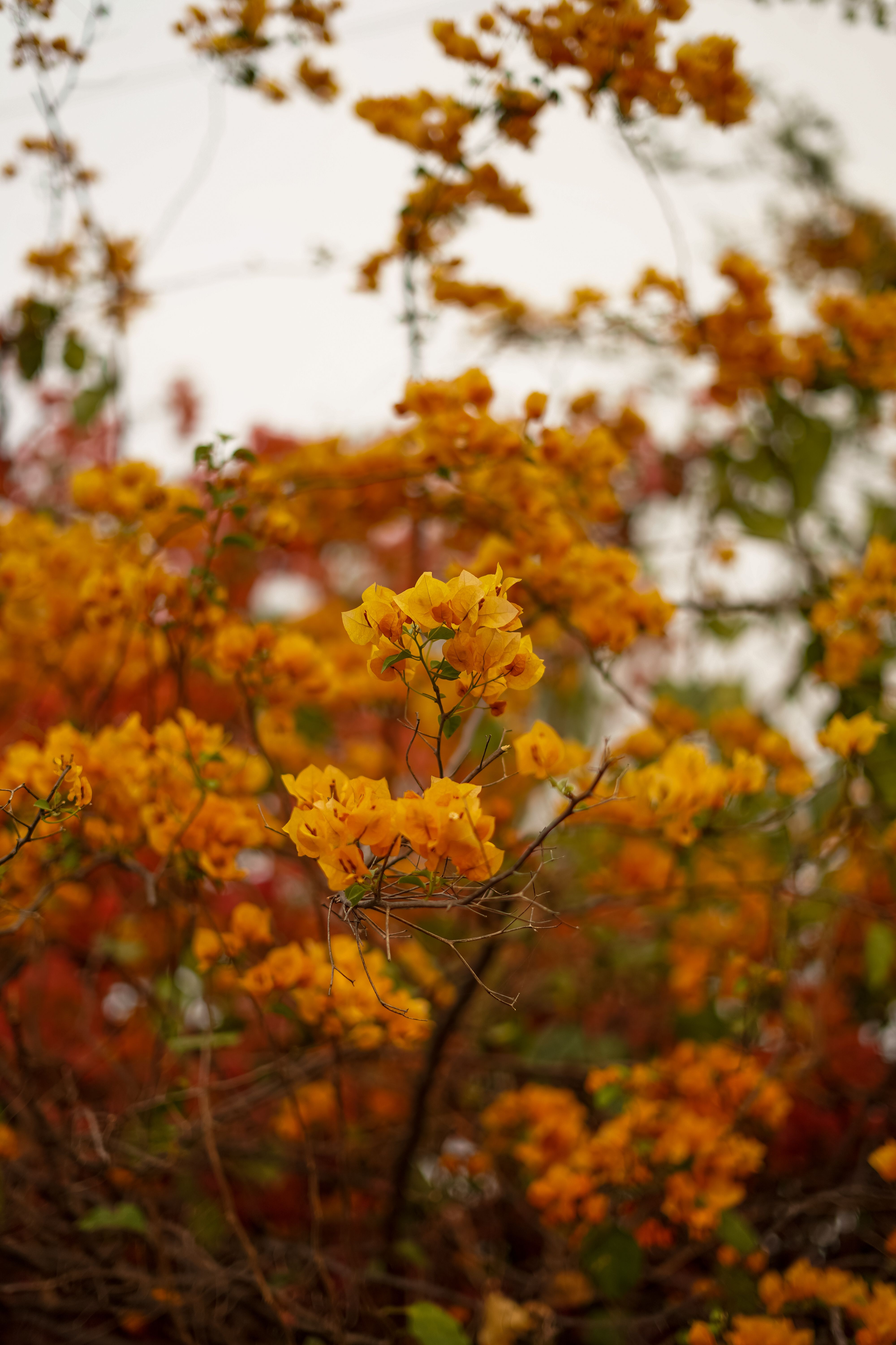 Yellow Blossoms on Branches · Free Stock Photo
