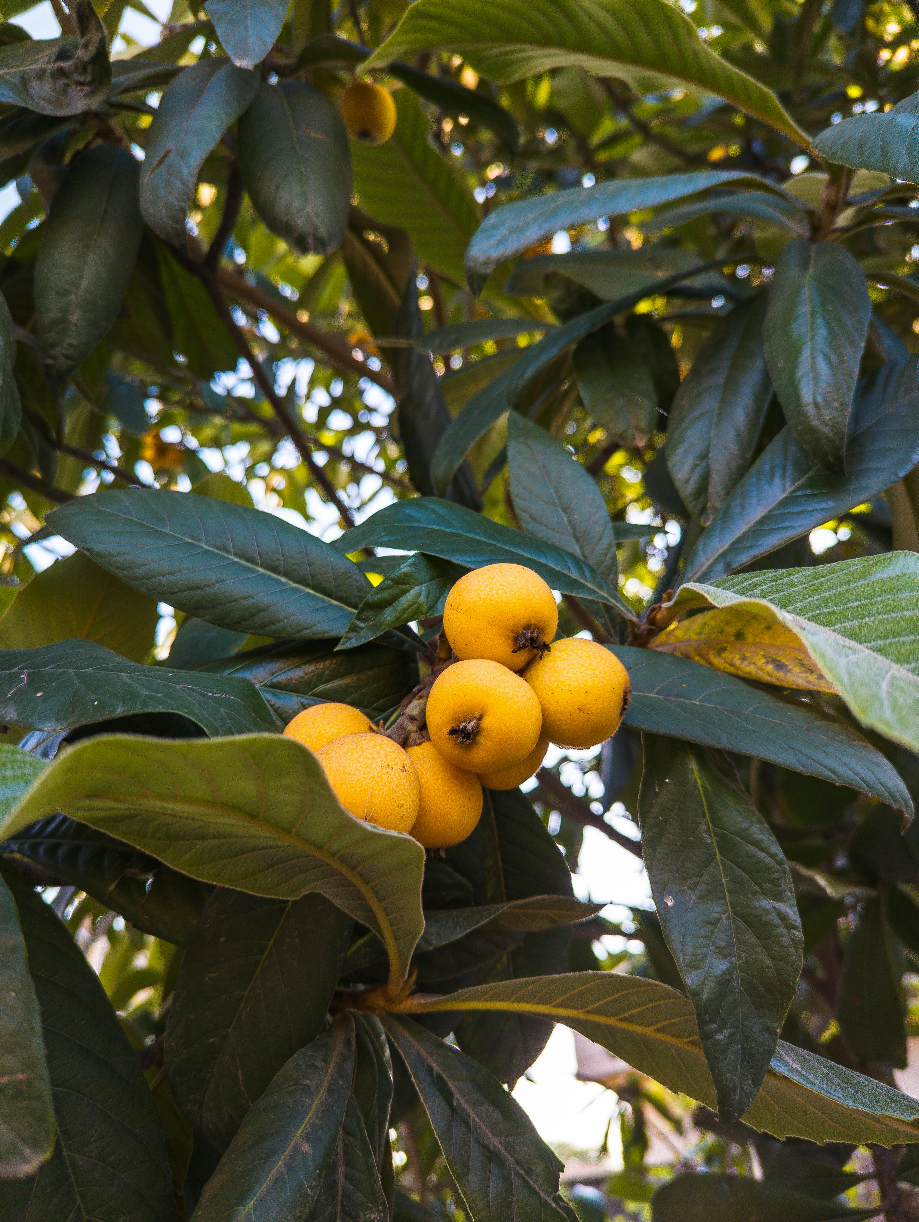 Close-up of Yellow Fruits Growing on the Tree · Free Stock Photo