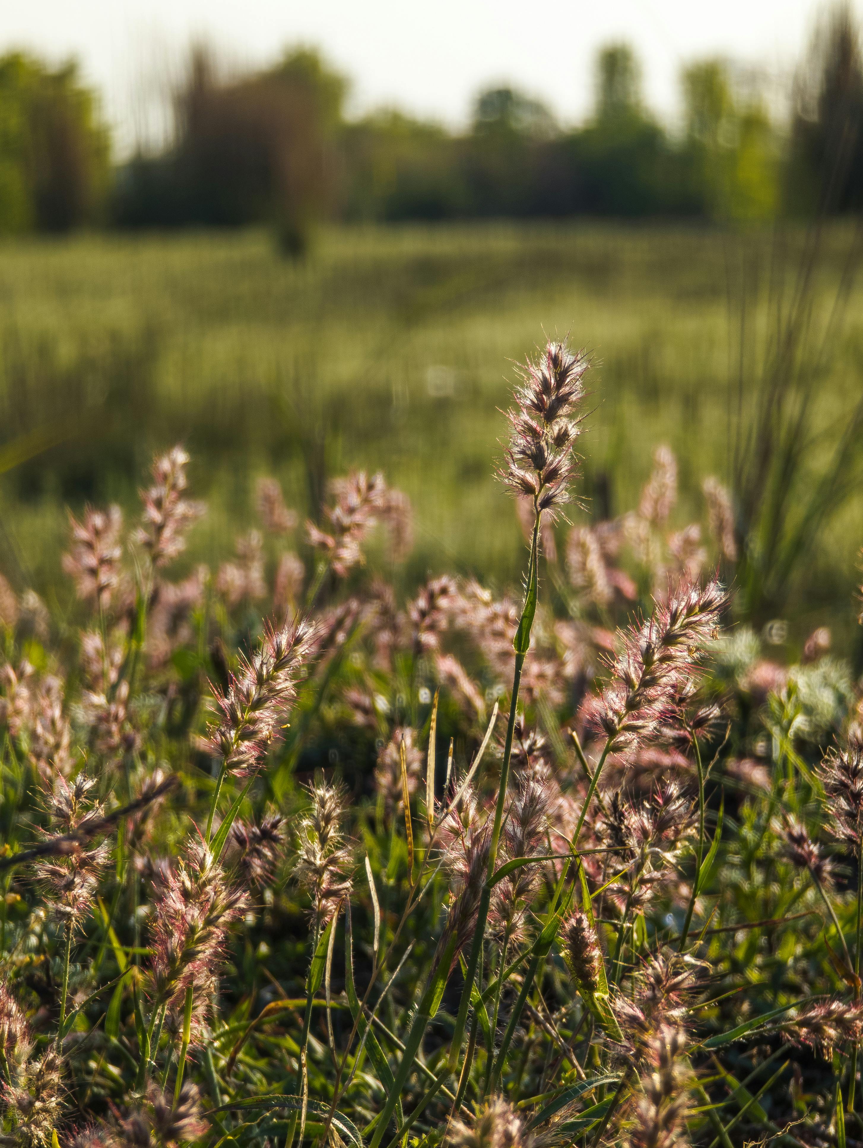 Close up of Thin Grass · Free Stock Photo