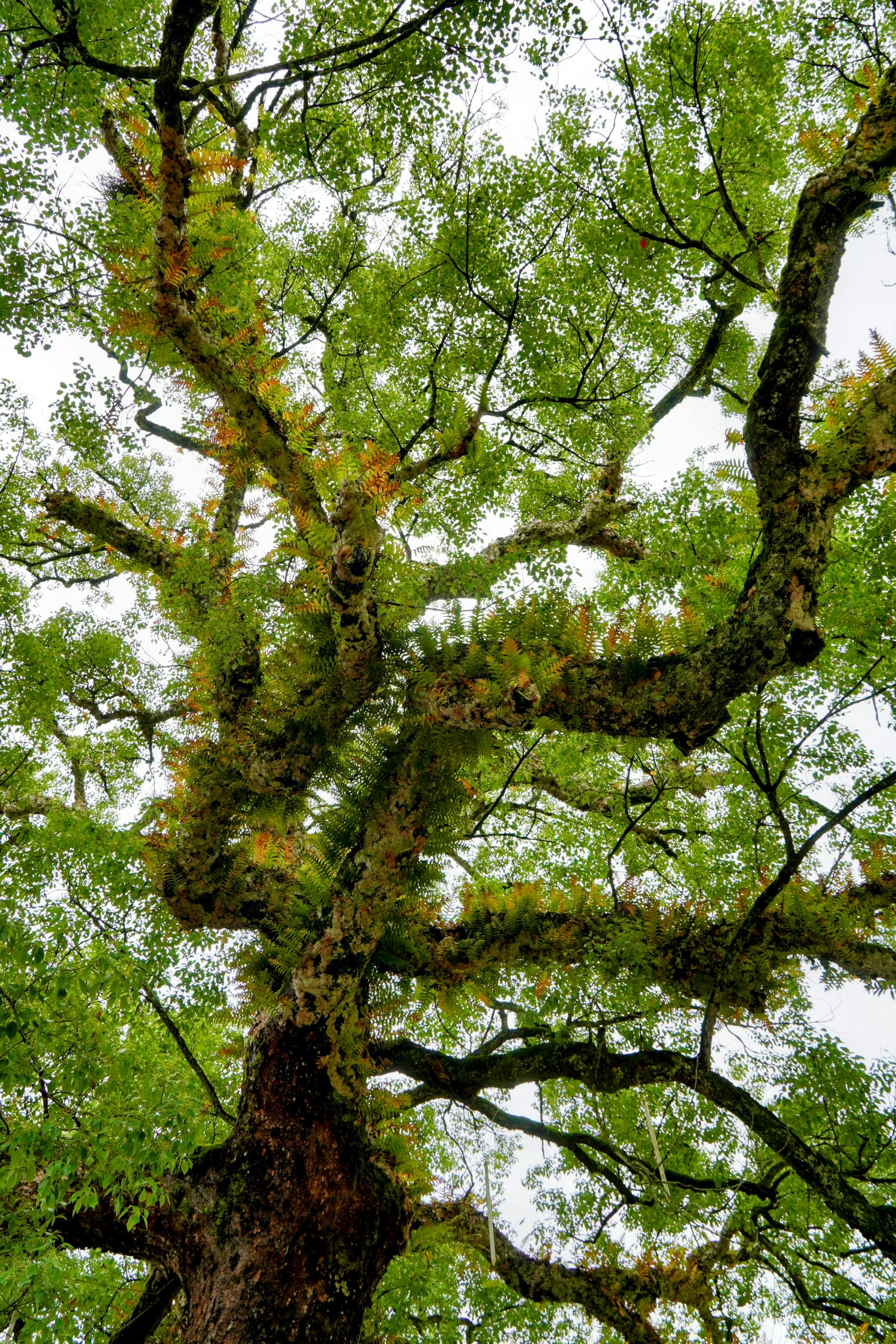 Nature Green Tree Images Photos, Download The BEST Free Nature Green ...