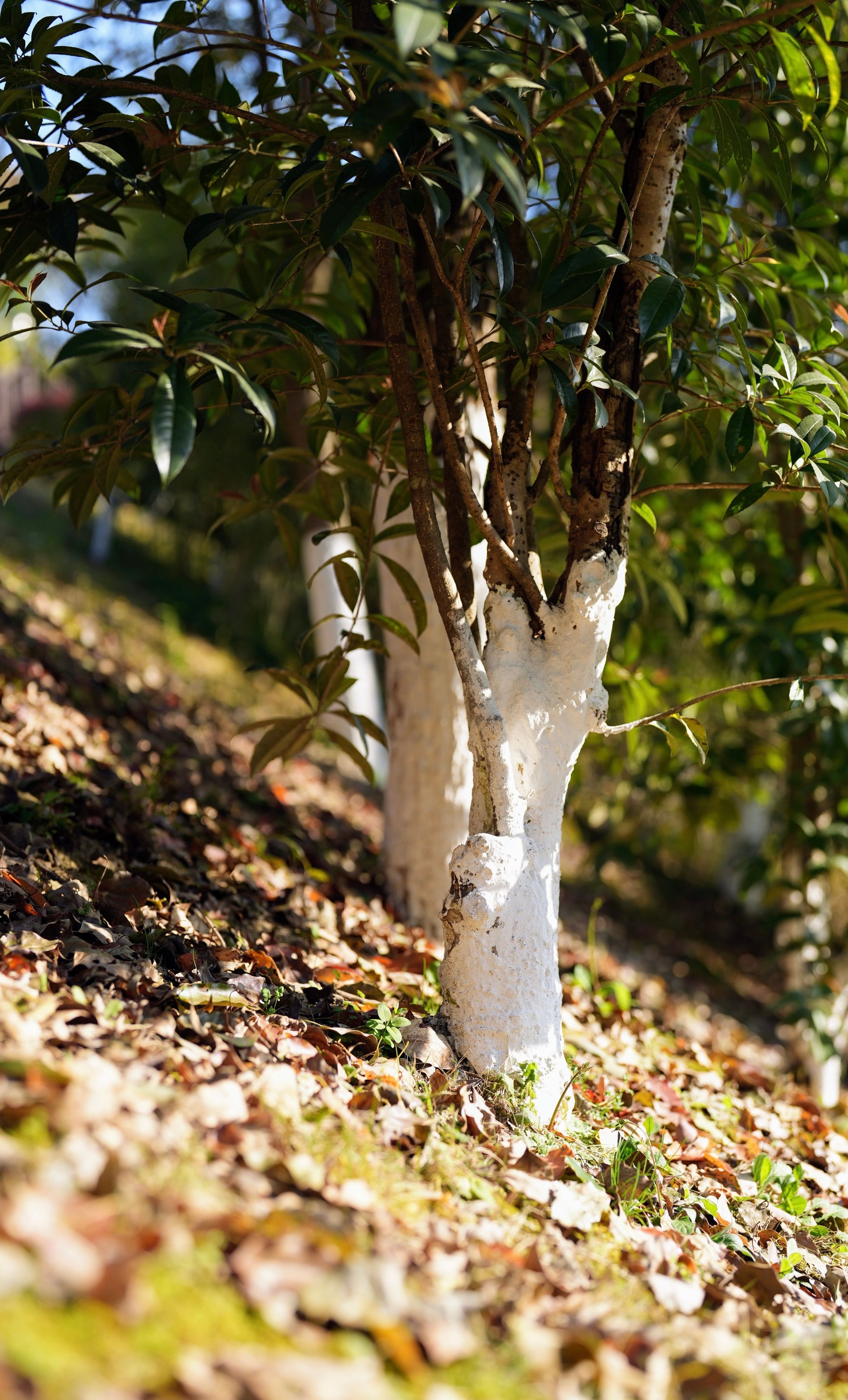 Close up of Sunlit Tree · Free Stock Photo